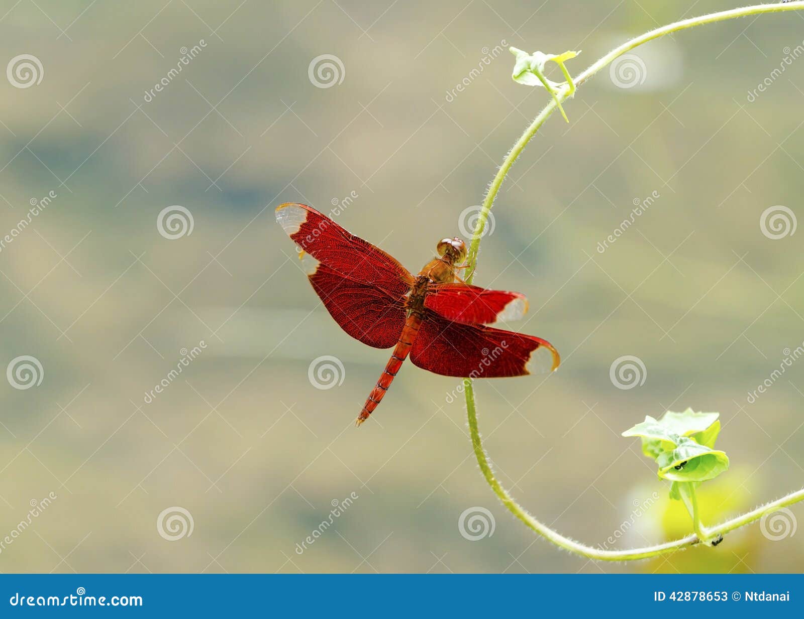 Rote Libelle stockbild. Bild von insekt, libelle, schilf - 42878653