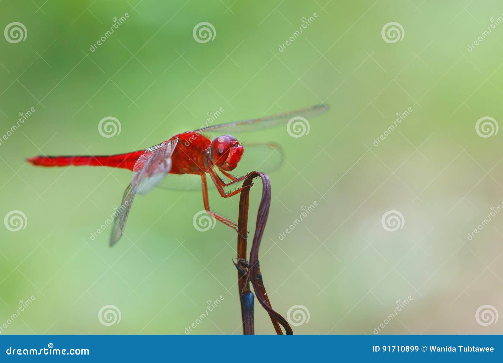 Rote Libelle, Libellen, Insekten Stockbild - Bild von leben, makro ...