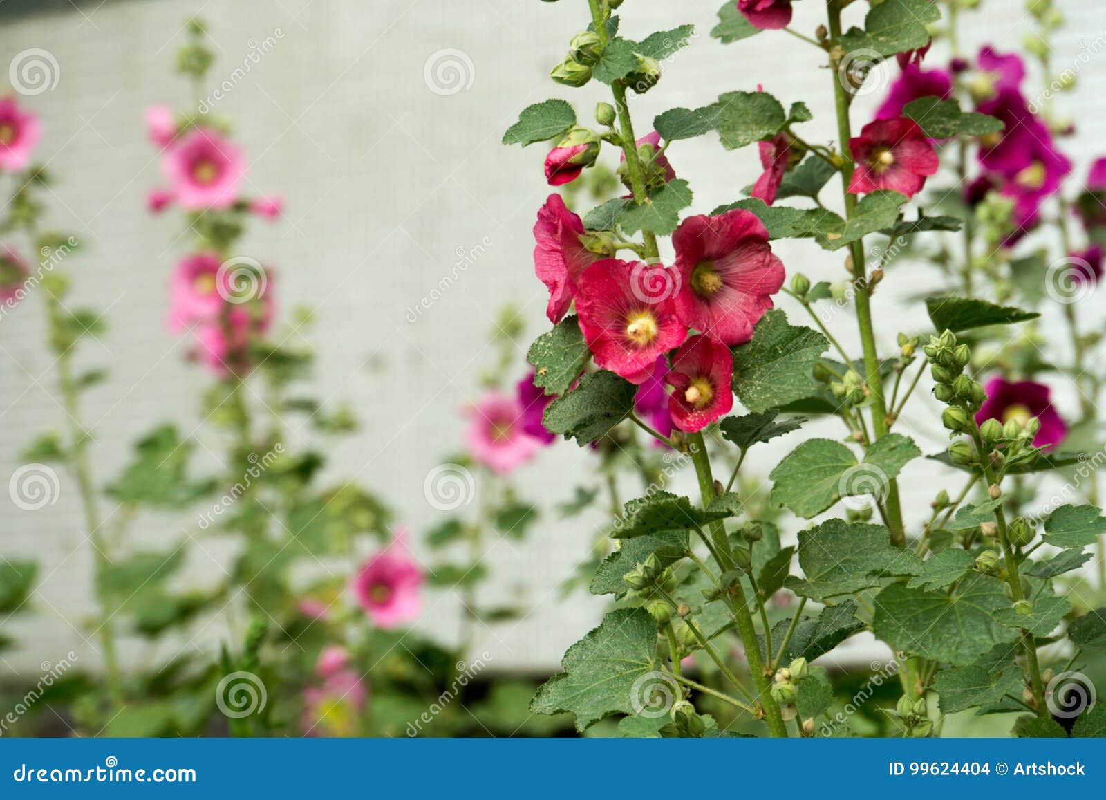 Rote Malven-Blumen stockfoto. Bild von familie, blühen - 99624404