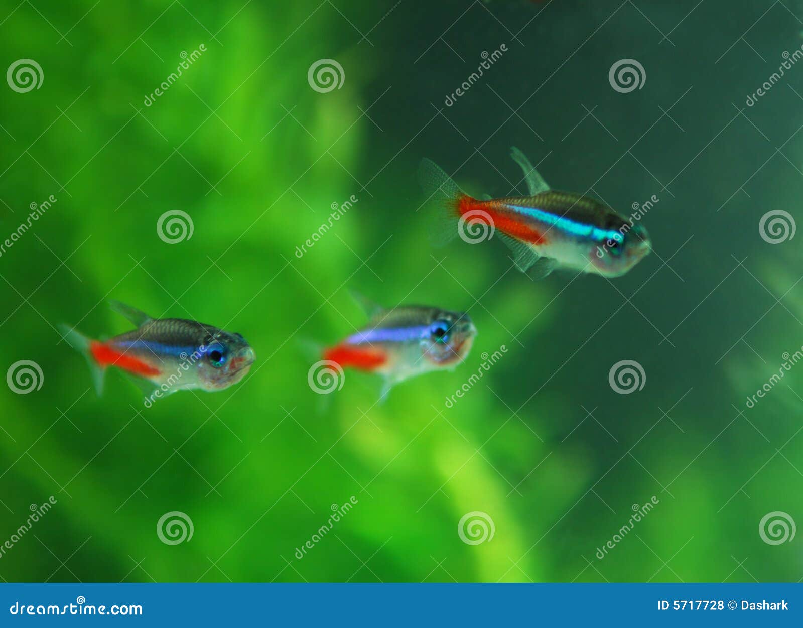 Rote Neonfische stockfoto. Bild von haustiere, skala, flosse - 5717728