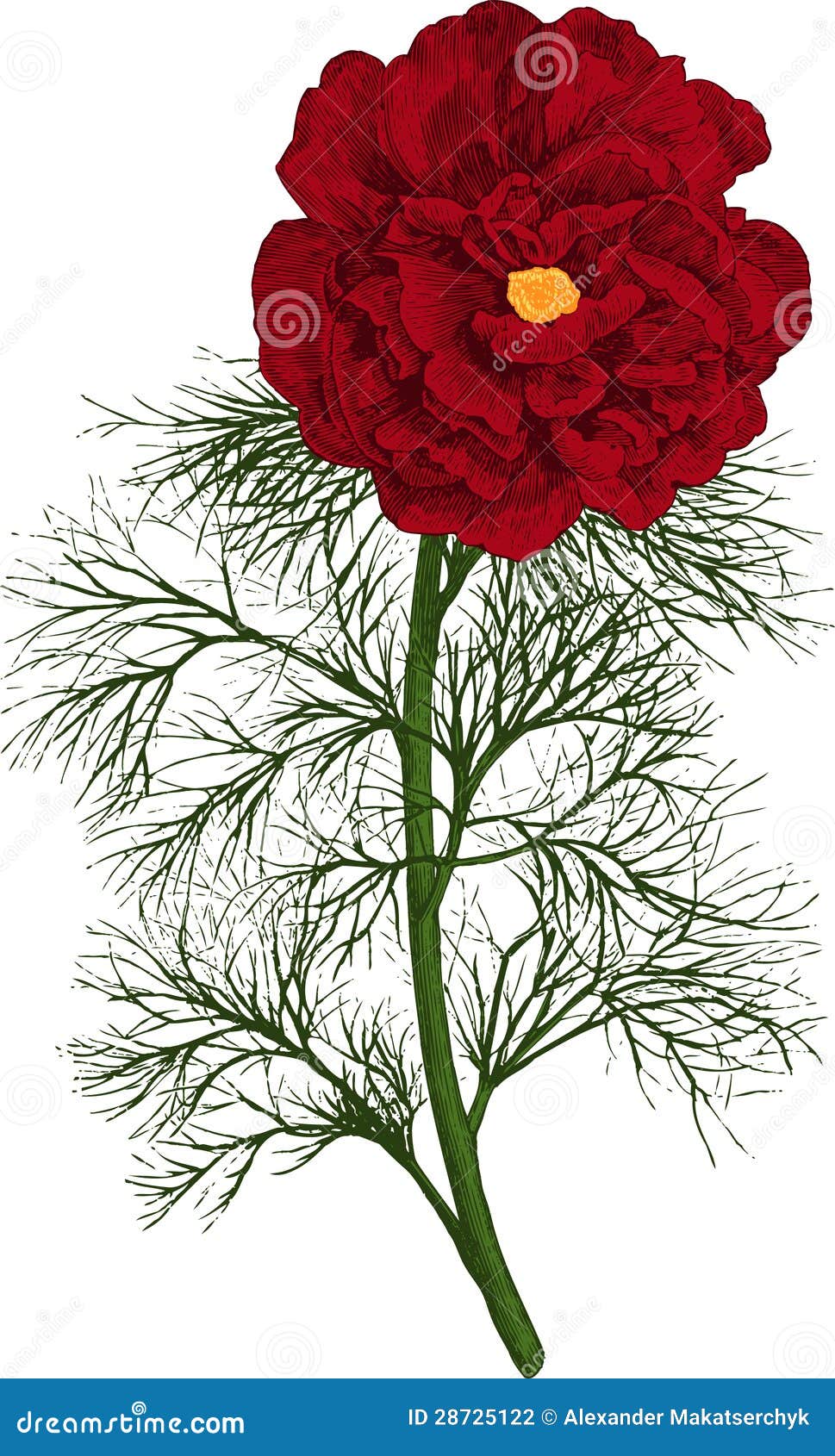 Rote Pfingstrose Tenuifolia Blume. Vektor Vektor Abbildung ...