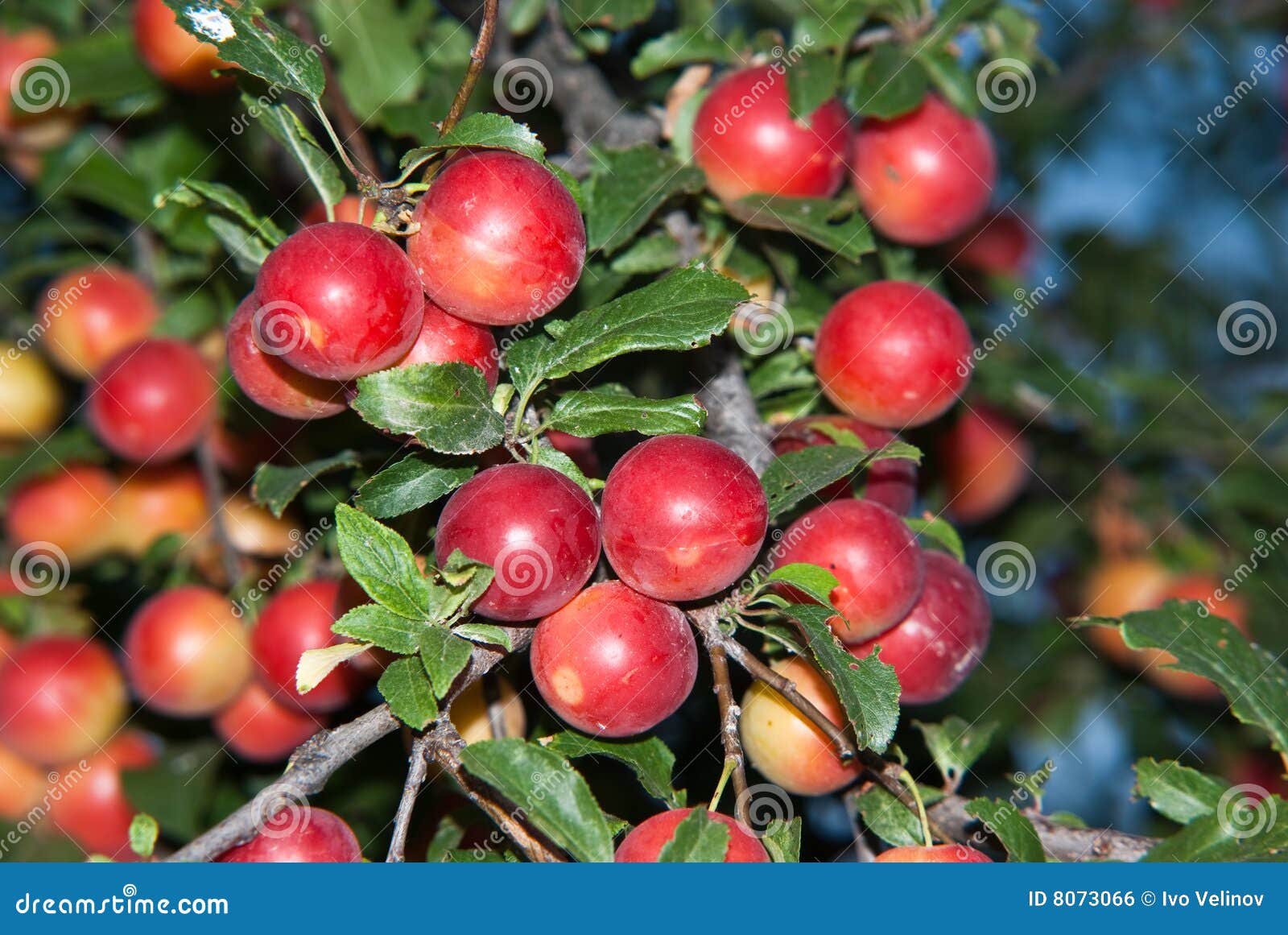 Rote Pflaumen stockfoto. Bild von grün, agronomie, landwirtschaft - 8073066