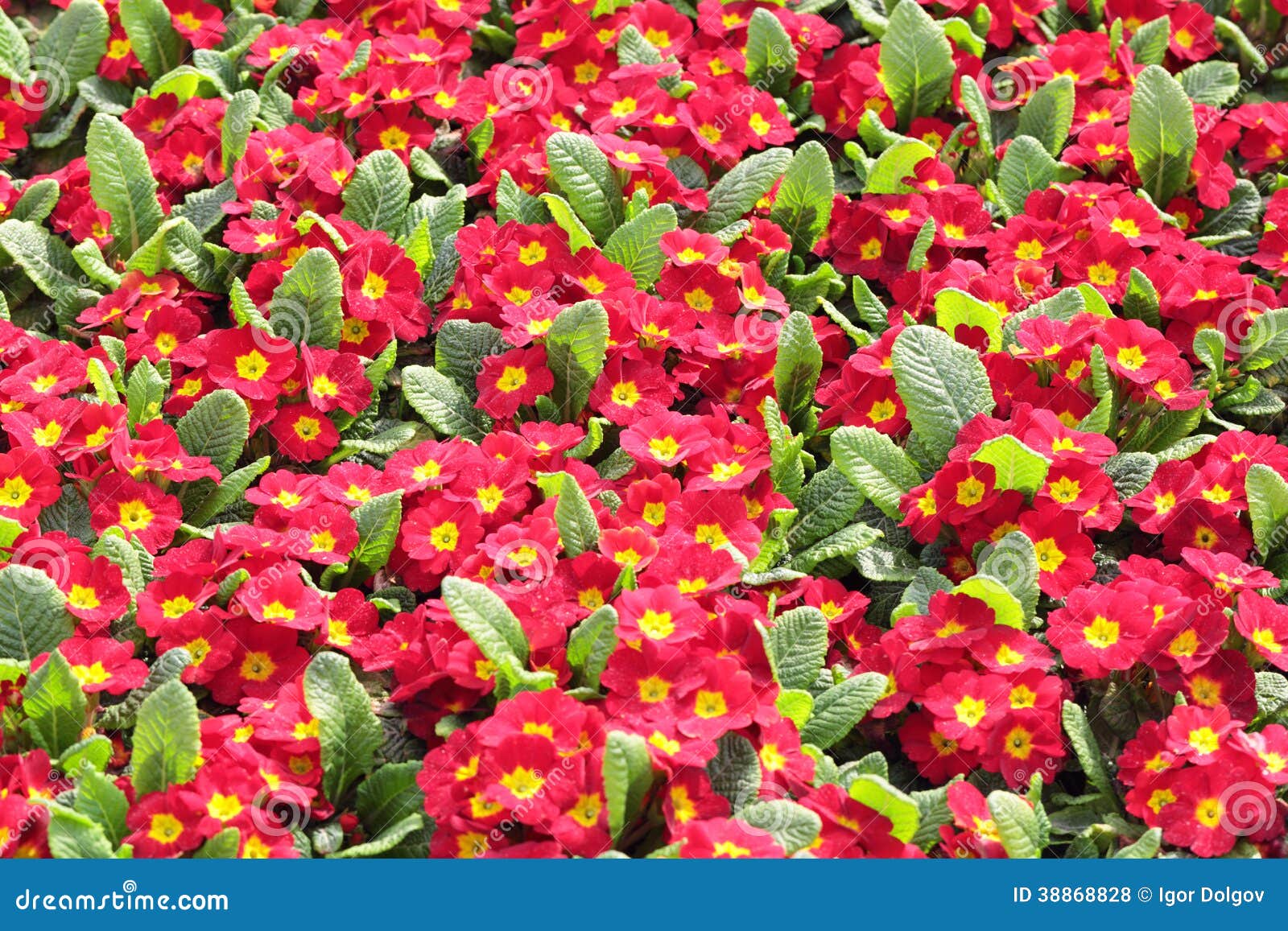 Rote Primel stockfoto. Bild von beschaffenheit, pflanzen - 38868828