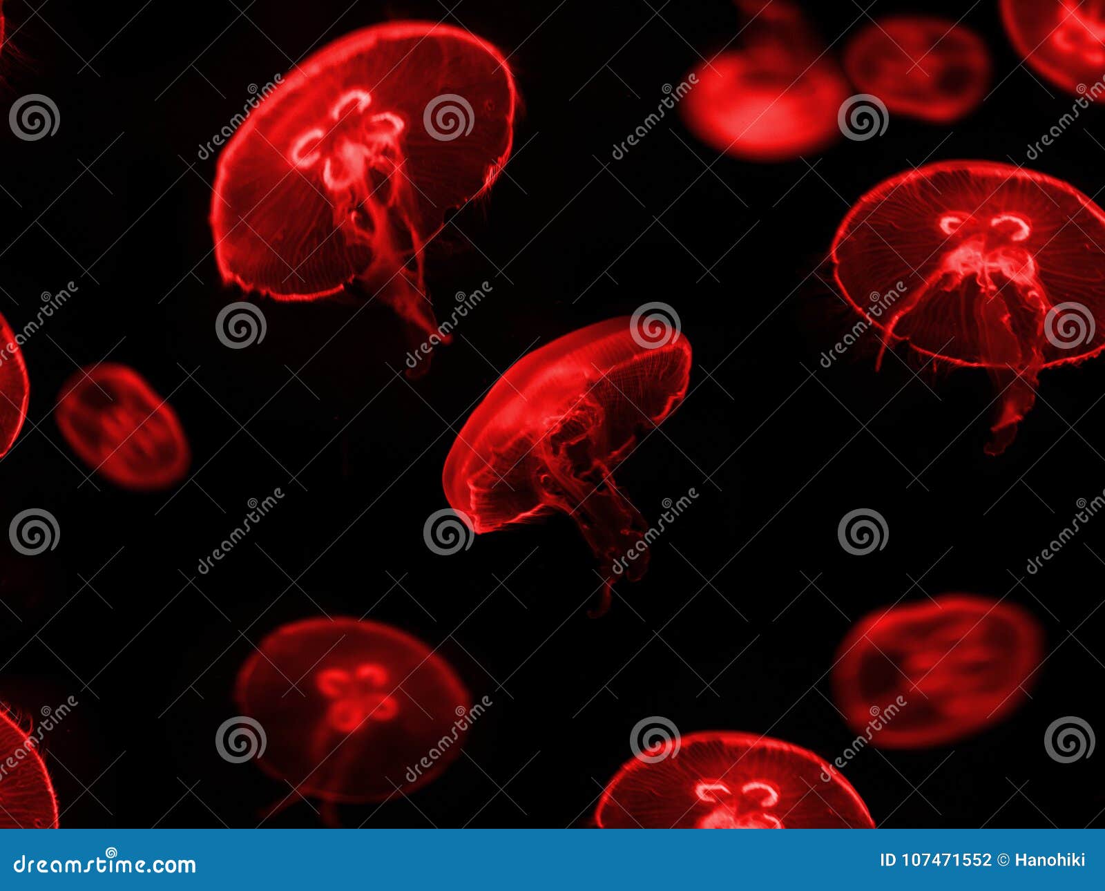 Rote Quallen Auf Schwarzem Hintergrund Stockfoto - Bild von leuchte ...