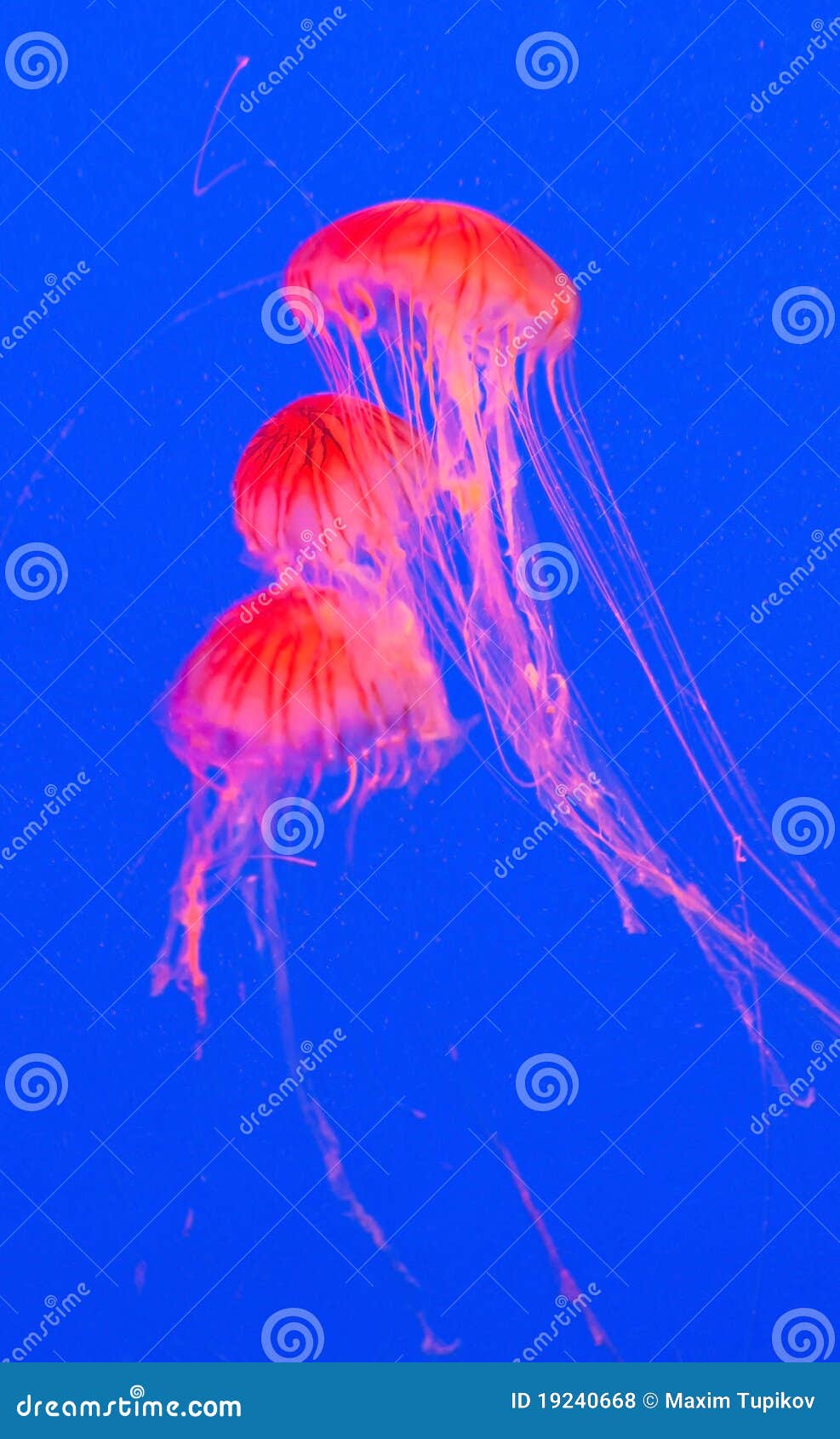 Rote Quallen in Seoul Coex Oceanarium Stockfoto - Bild von ozean, leben ...