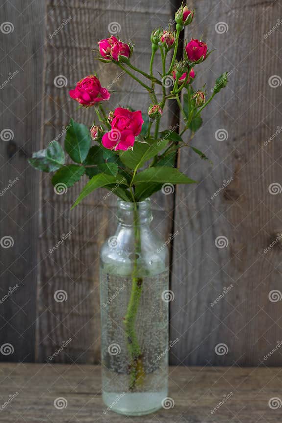 Rote Rose in einer Flasche stockbild. Bild von flasche - 31576631