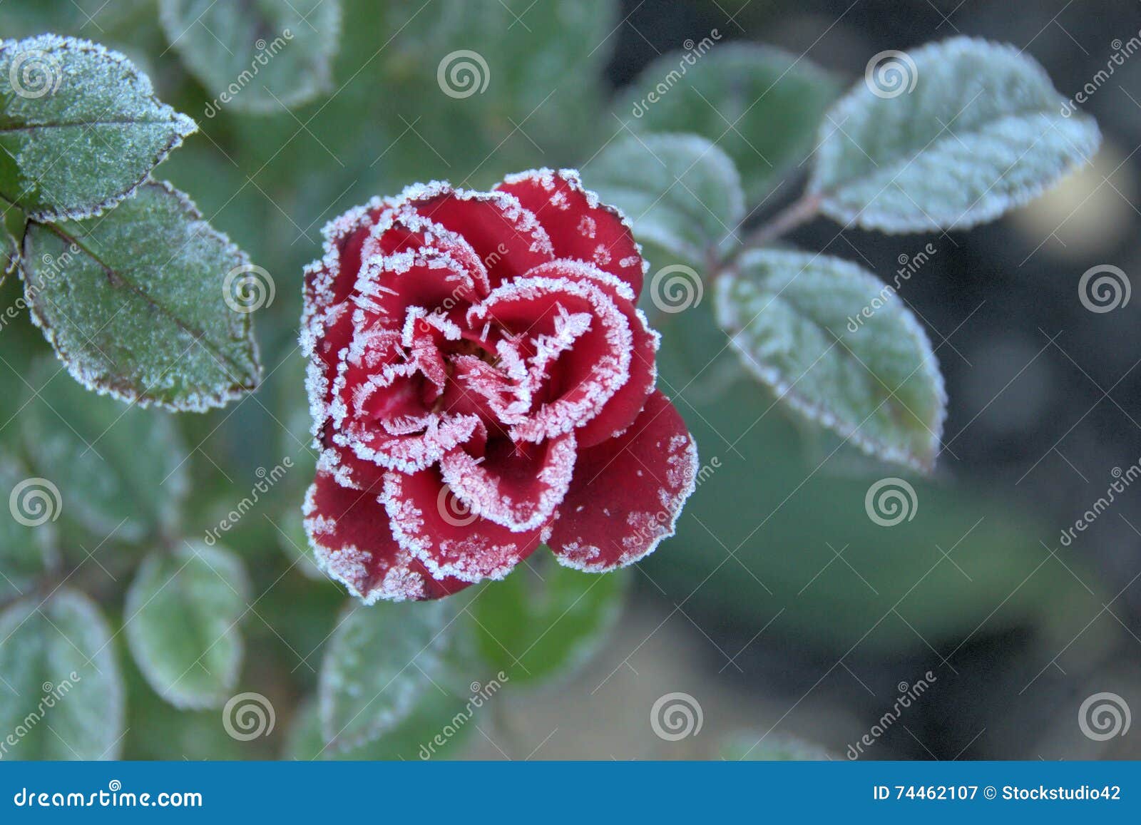 Rote Rose Mit Eiskristallen Stockbild - Bild von rosen, kalt: 74462107