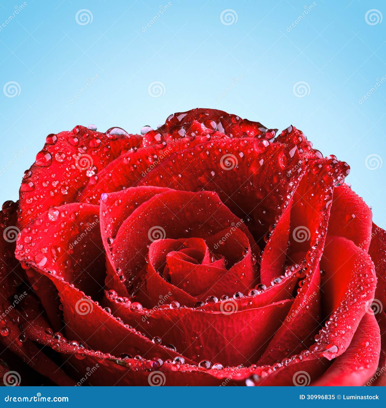 Rote Rose mit Tau stockbild. Bild von hintergrund, valentinskarten ...