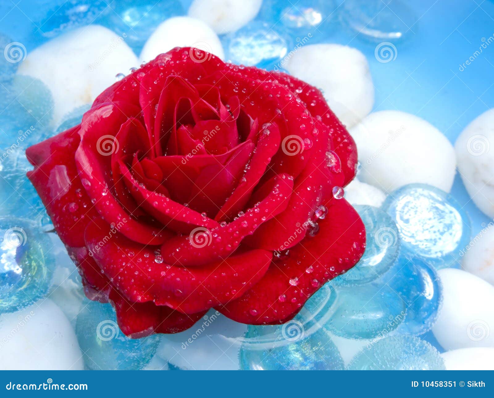 Rote Rose mit Tau-Tropfen stockbild. Bild von symbol - 10458351