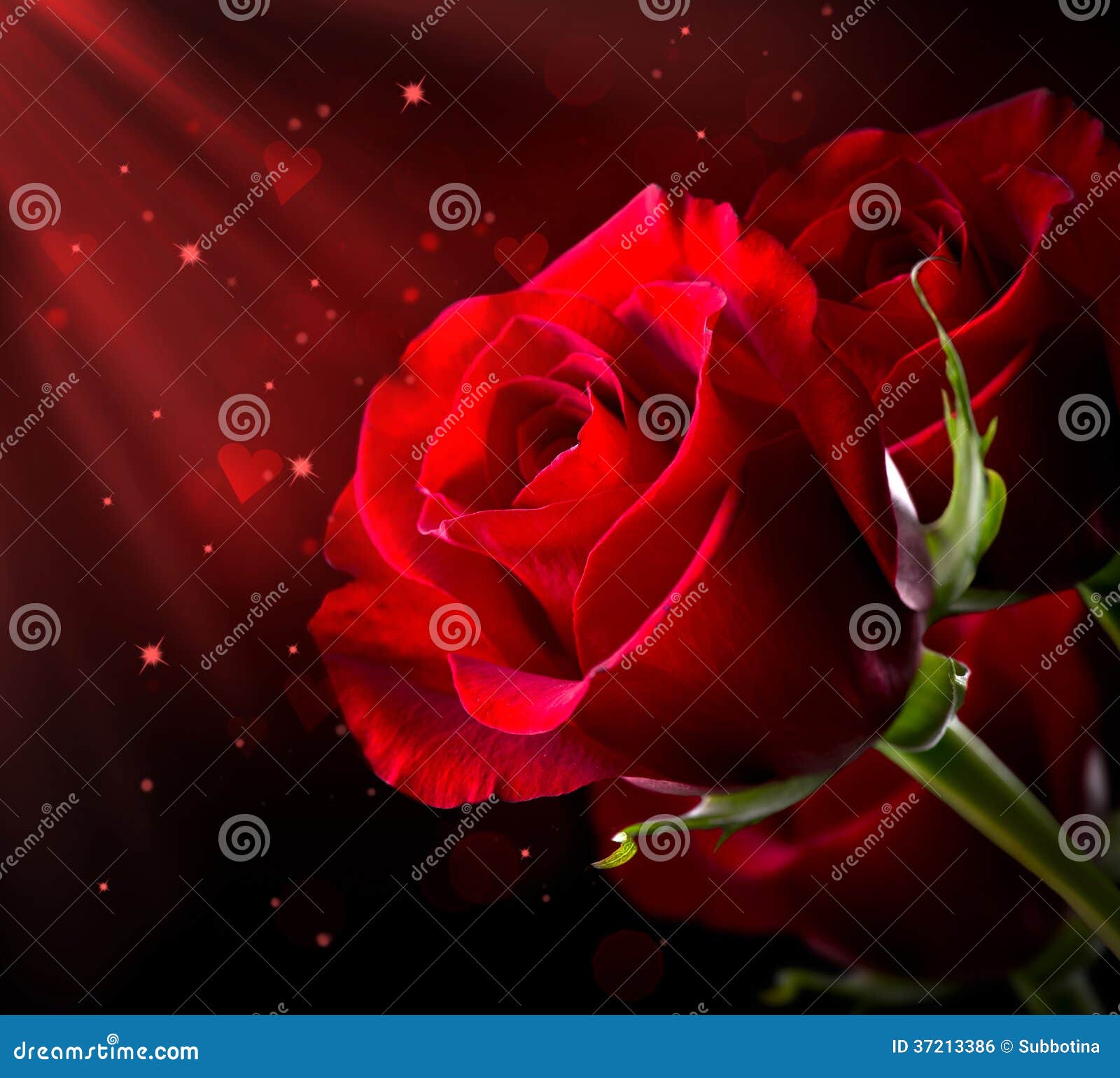 Rote Rose. St., Valentinstag Stockfoto - Bild von schwärzung, geheimnis ...