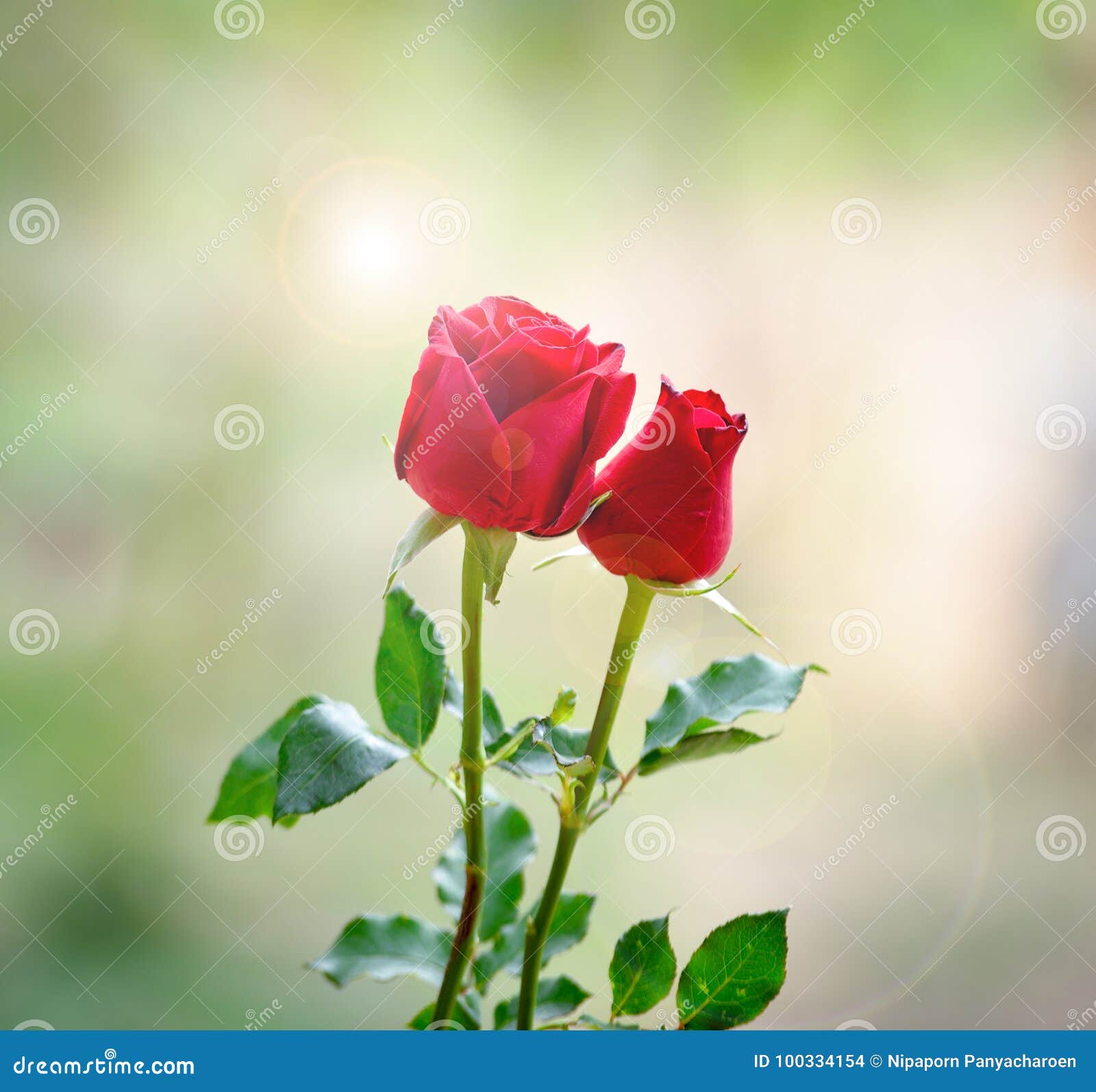 Rote Rosen stockfoto. Bild von inneres, blüte, jahrestag - 100334154