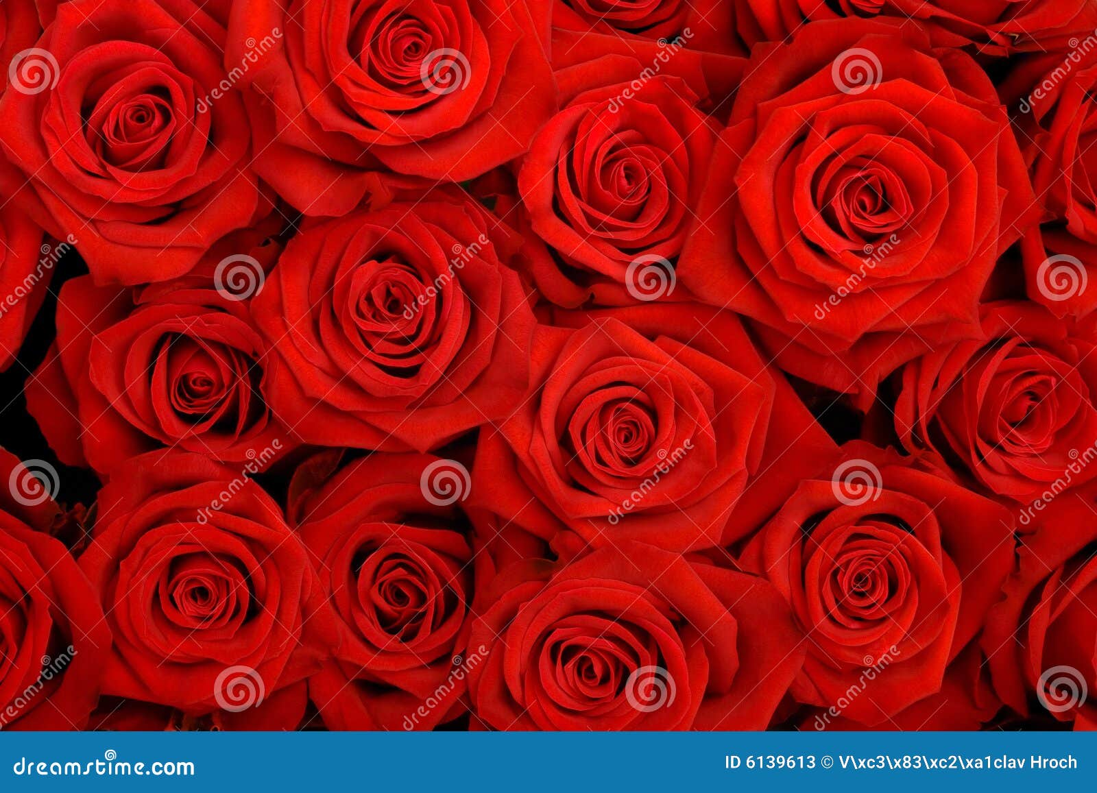 Rote Rosen stockbild. Bild von pflanzen, festlich, frisch - 6139613