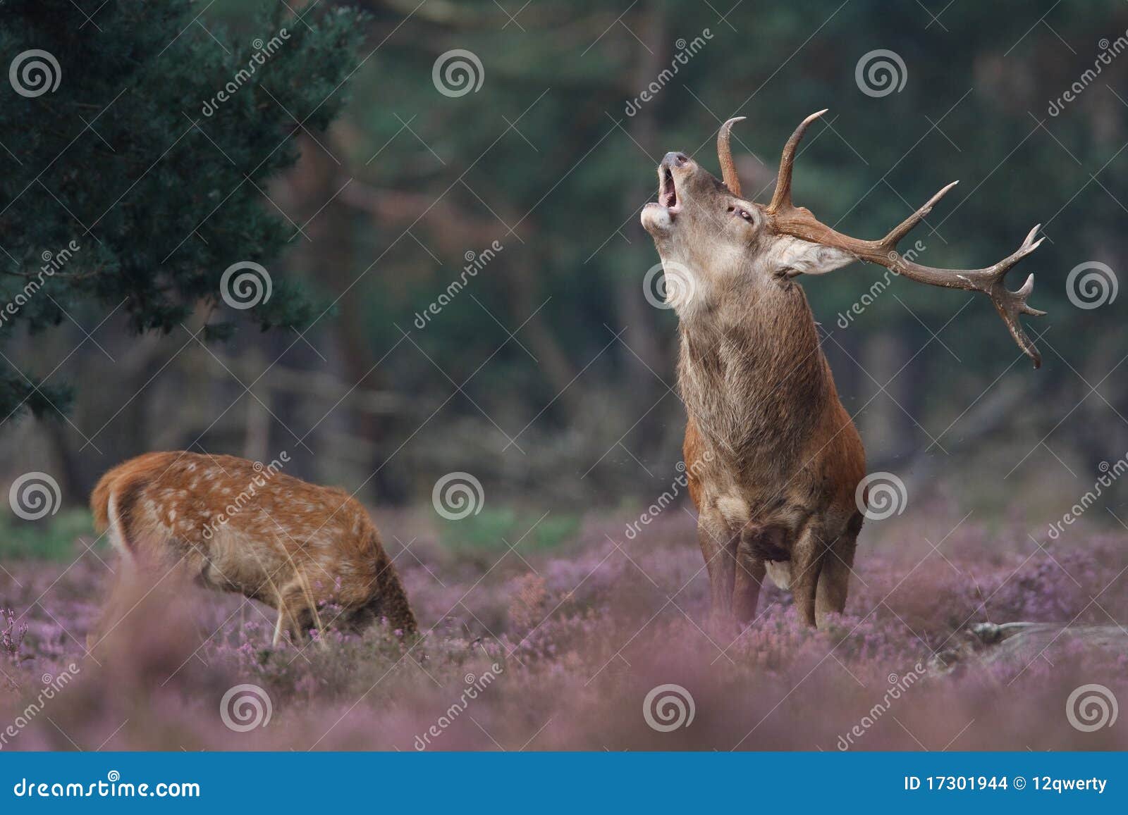 Rote Rotwild stockfoto. Bild von jagd, grunzen, geweih - 17301944