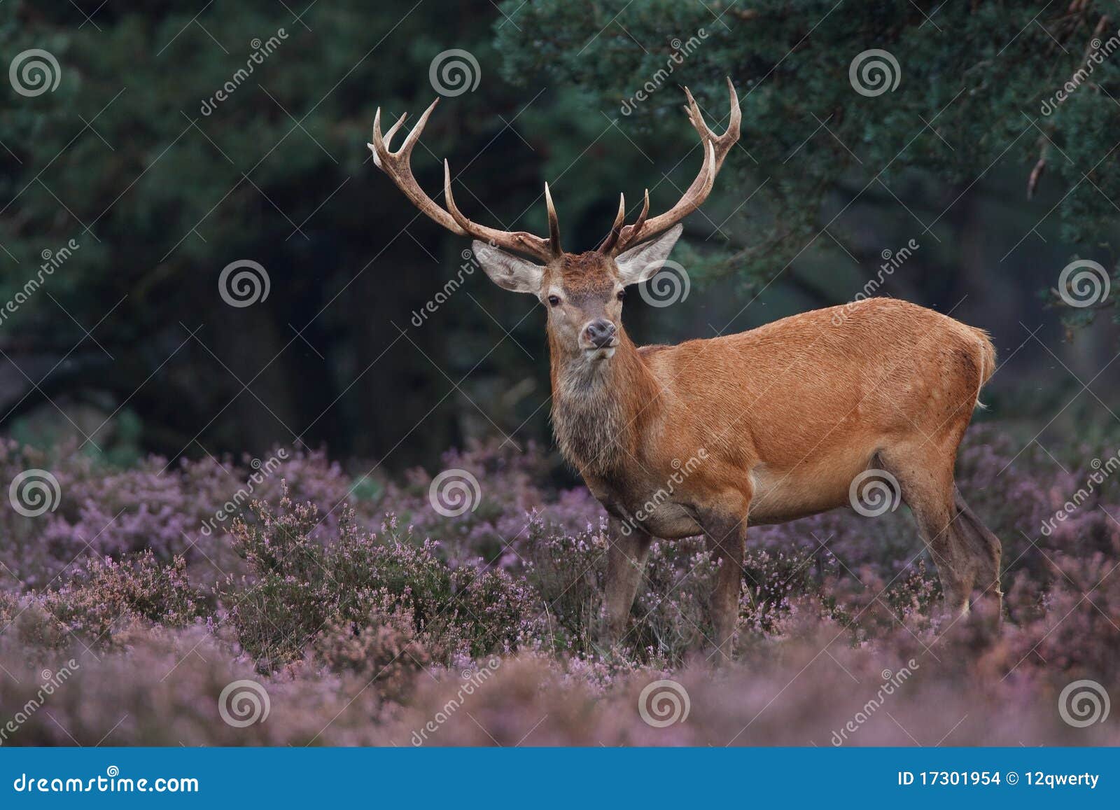 Rote Rotwild stockfoto. Bild von wildnis, geweih, rotwild - 17301954