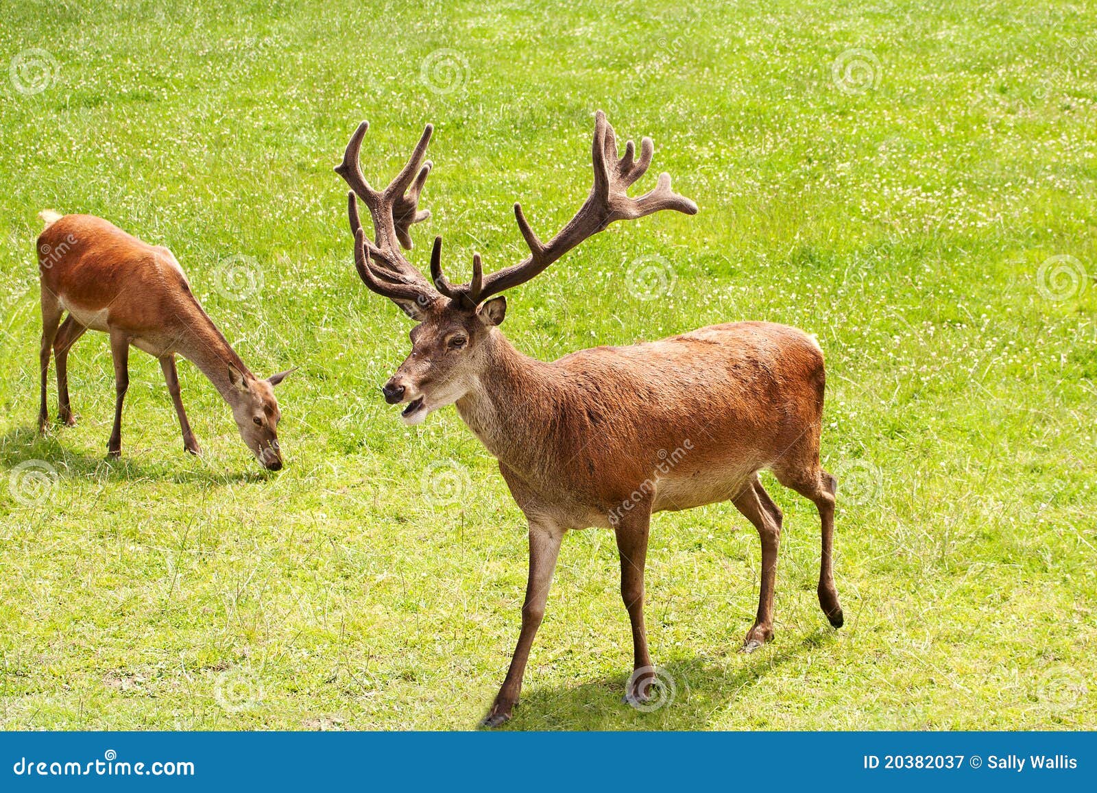 Rote Rotwild stockbild. Bild von hirsch, frau, ausgezeichnet - 20382037