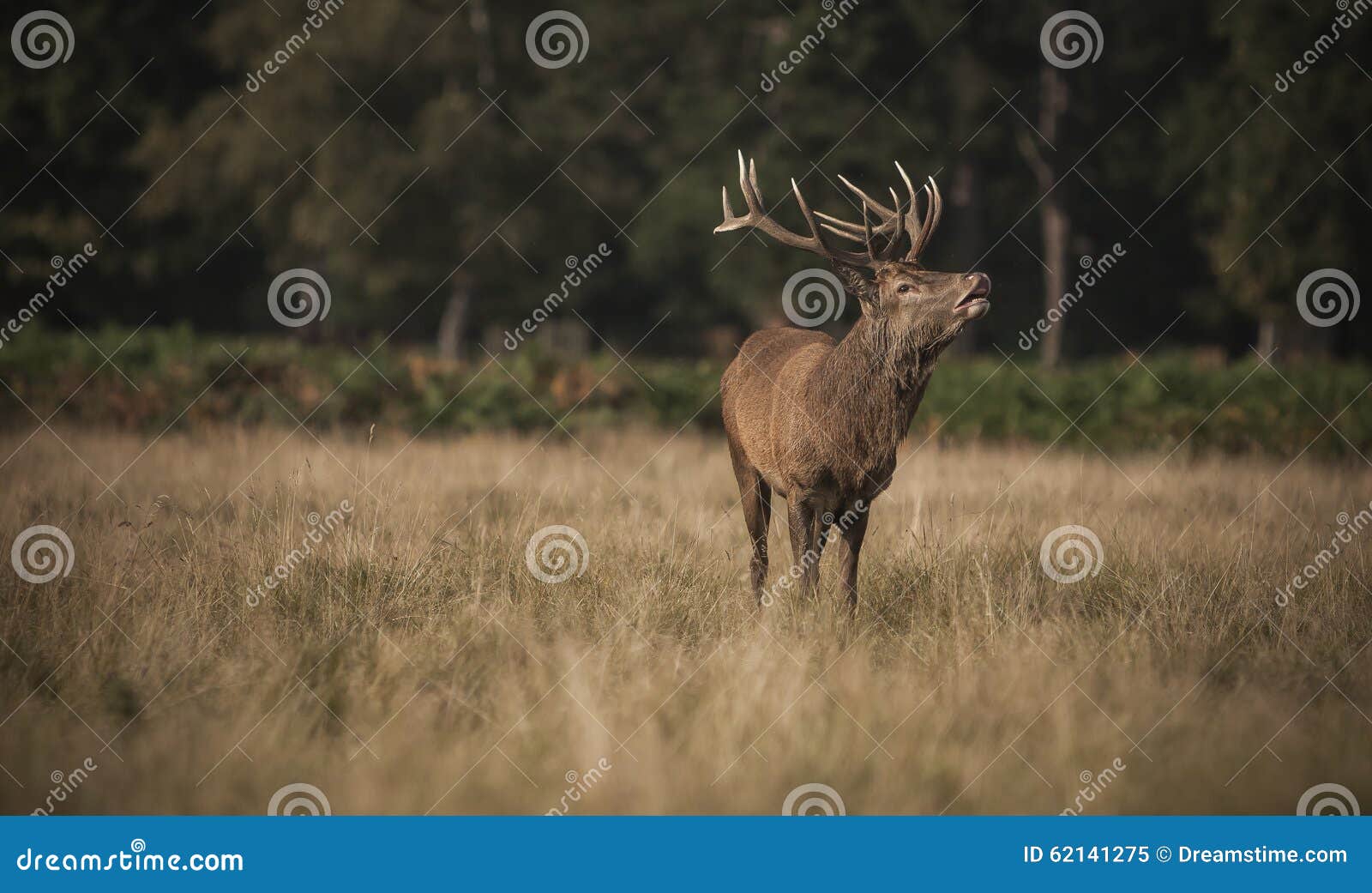 Rote Rotwild stockbild. Bild von rotwild, tier, kommunikation - 62141275