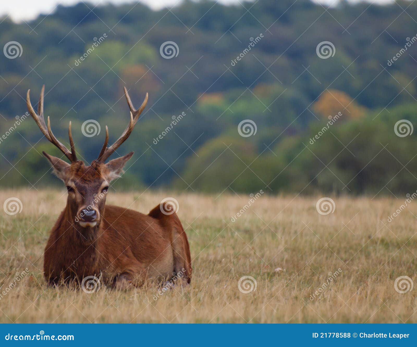 Rote Rotwild-Hirsch stockfoto. Bild von nave, tier, wildnis - 21778588