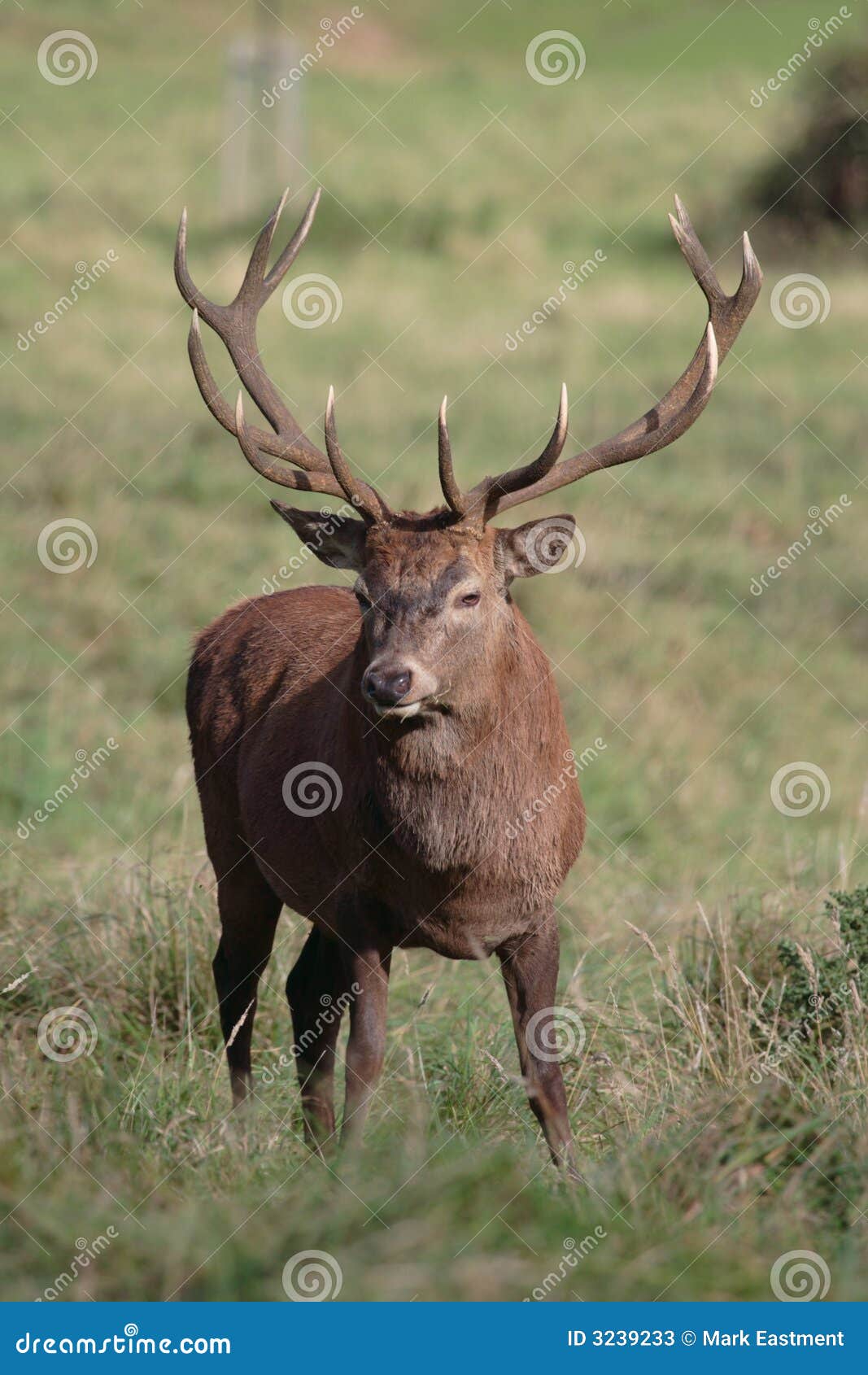 Rote Rotwild-Hirsch stockbild. Bild von nave, mann, majestätisch - 3239233