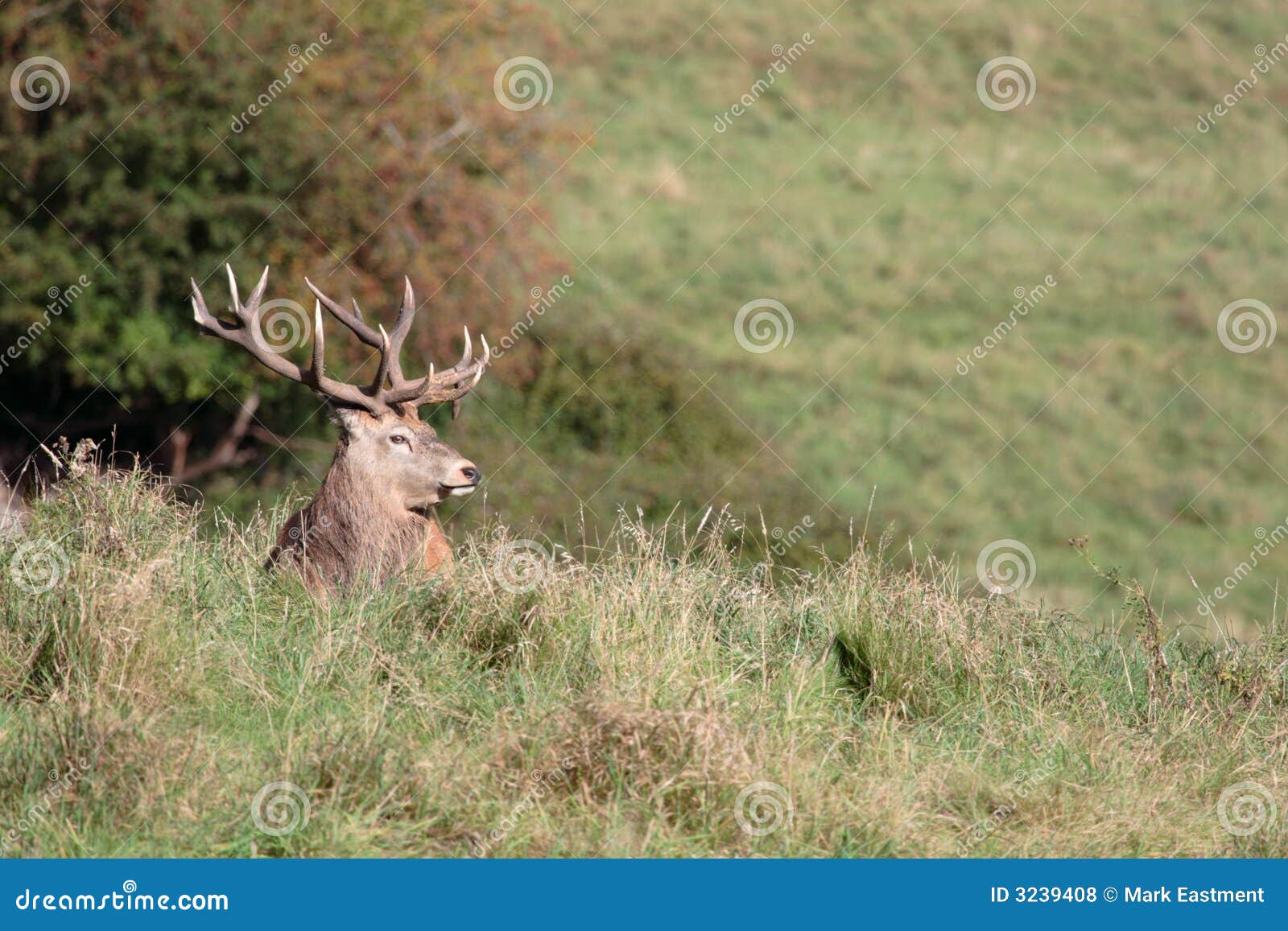 Rote Rotwild-Hirsch stockfoto. Bild von hupen, hirsch - 3239408