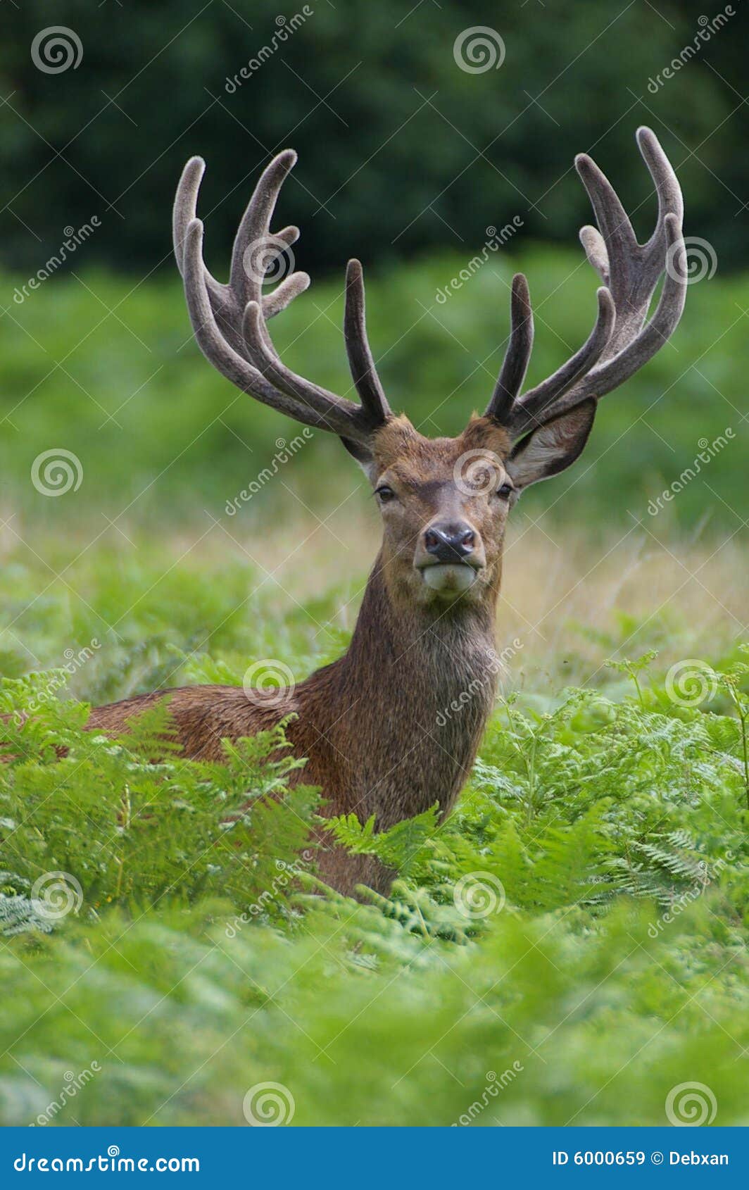 Rote Rotwild-Hirsch stockbild. Bild von säugetier, hirsch - 6000659