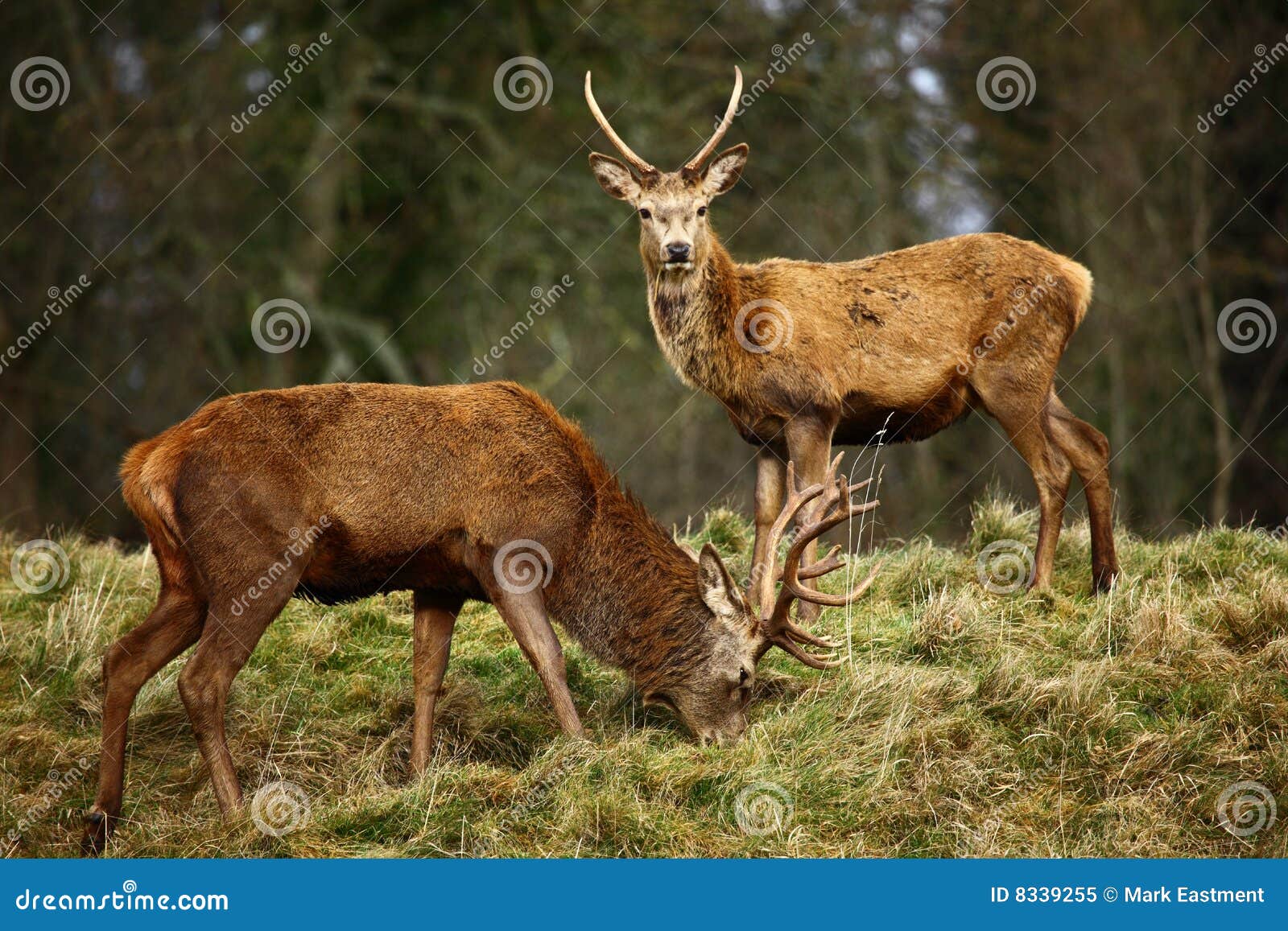 Rote Rotwild-Hirsche stockbild. Bild von somerset, frech - 8339255