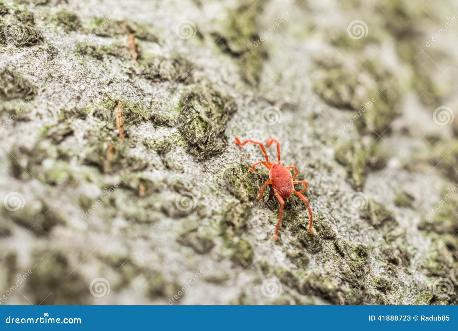 Rote Samt-Milbe stockbild. Bild von blut, lyme, scherflein - 41888723
