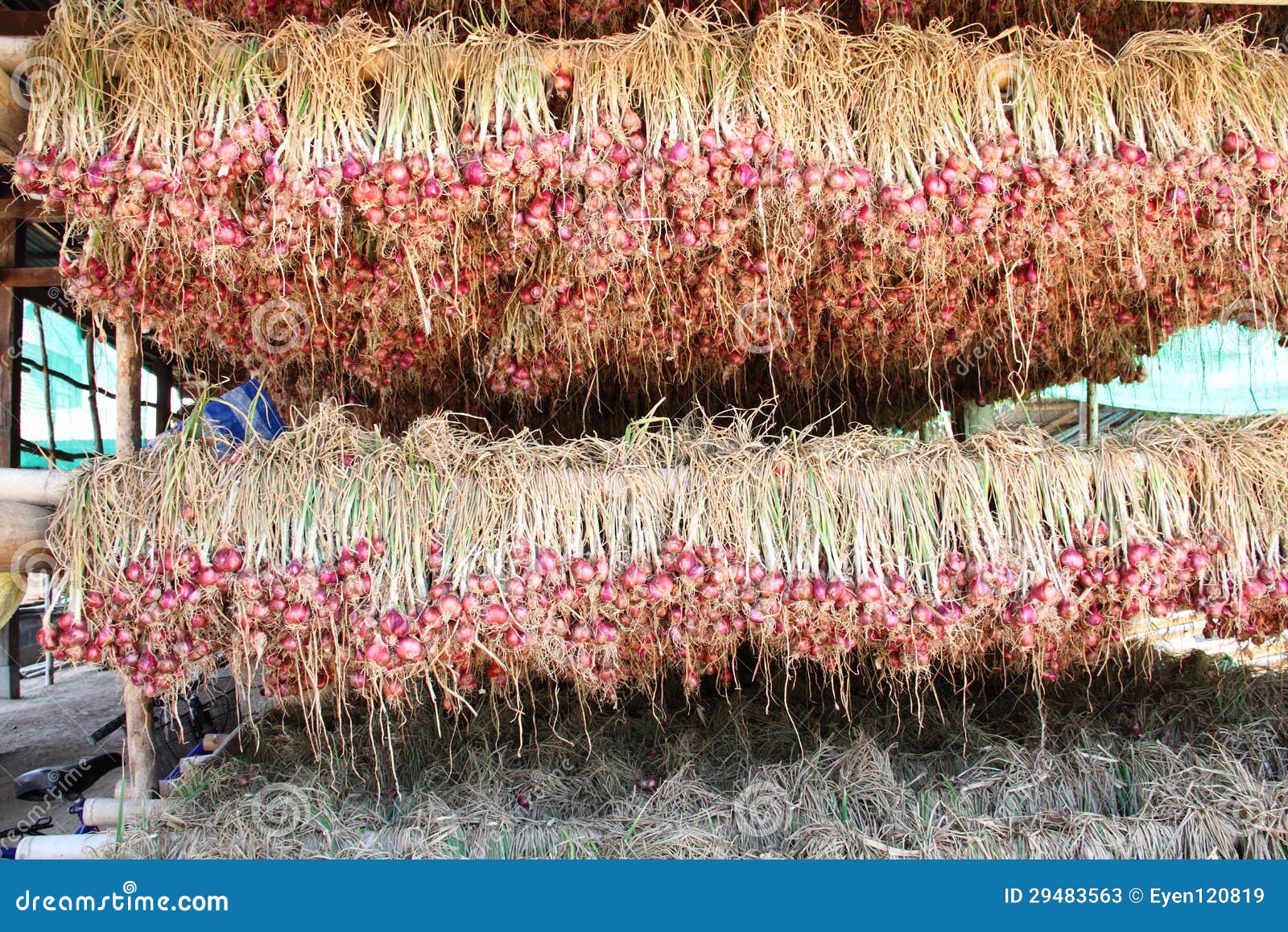 Rote Schalotte stockbild. Bild von zwiebel, koch, köstlich - 29483563