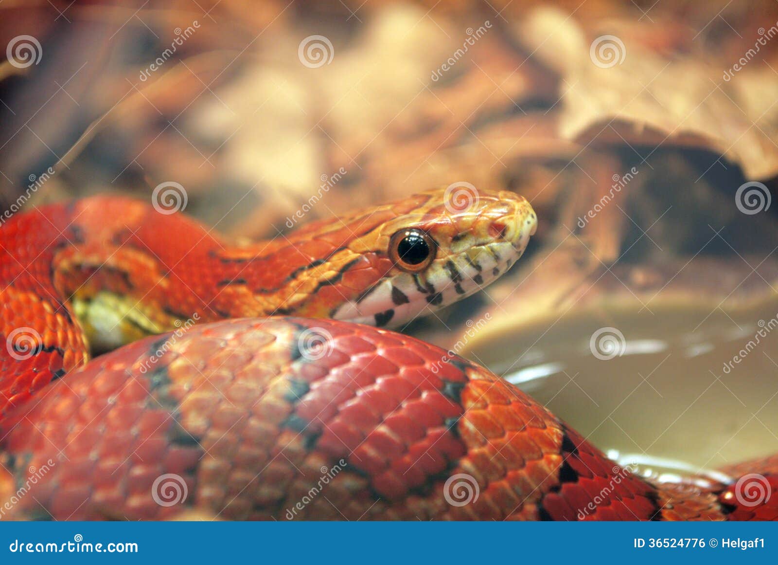 Rote Schlange stockfoto. Bild von gefärbt, leben, tarnung - 36524776