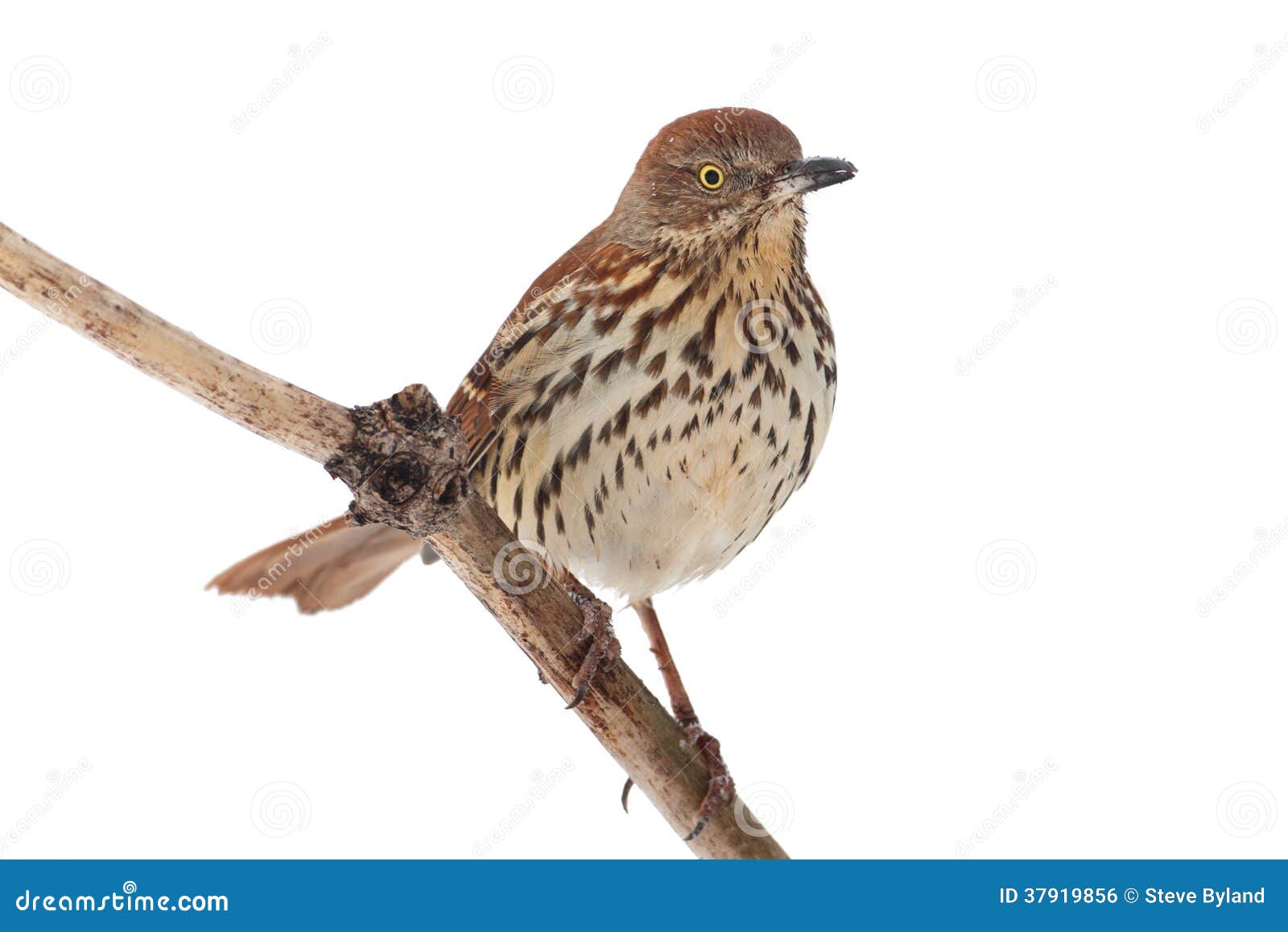 Rote Spottdrossel (Toxostoma Rufum) Stockfoto - Bild von wild, zweig ...