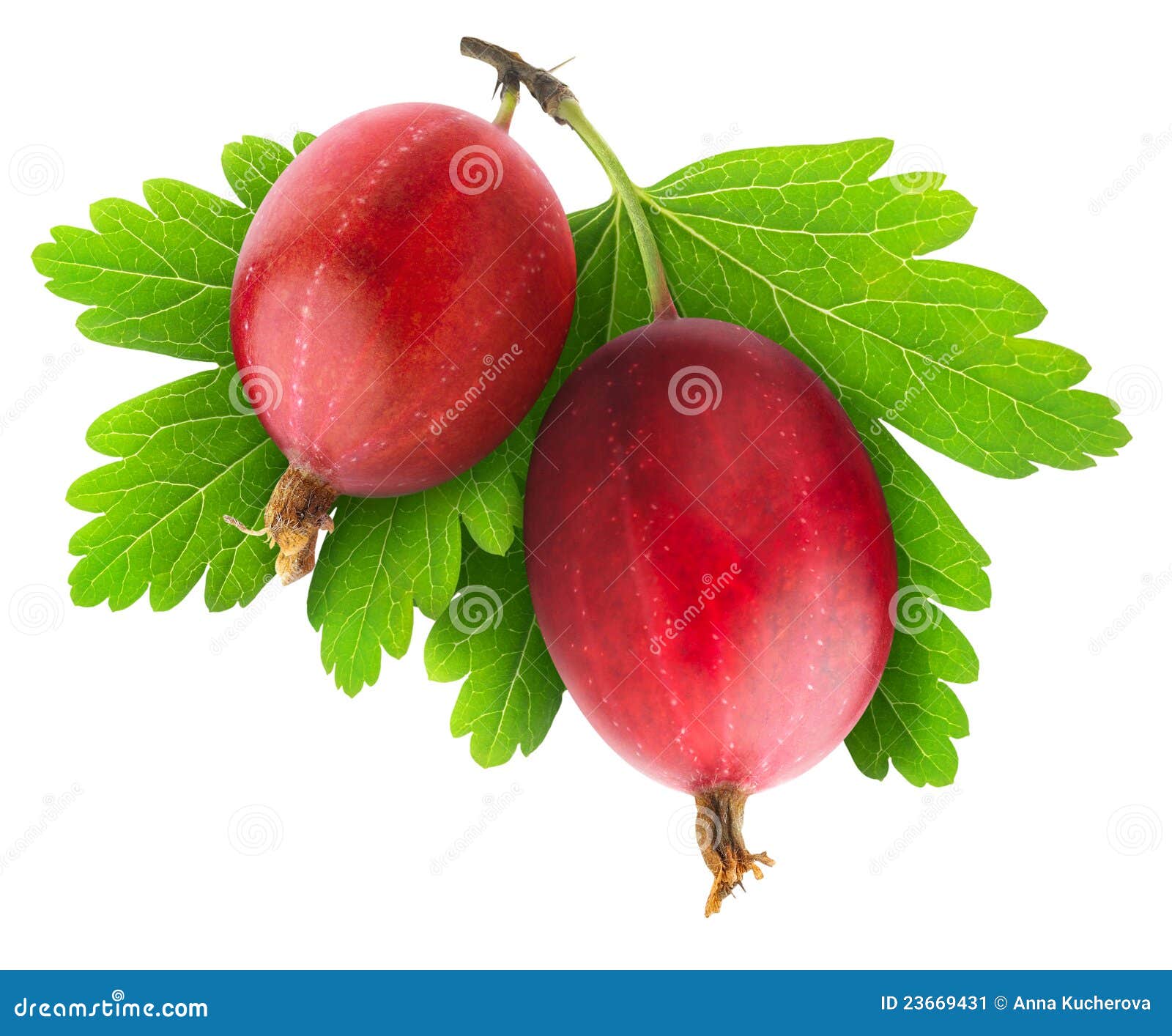 Rote Stachelbeere stockbild. Bild von organisch, makro - 23669431