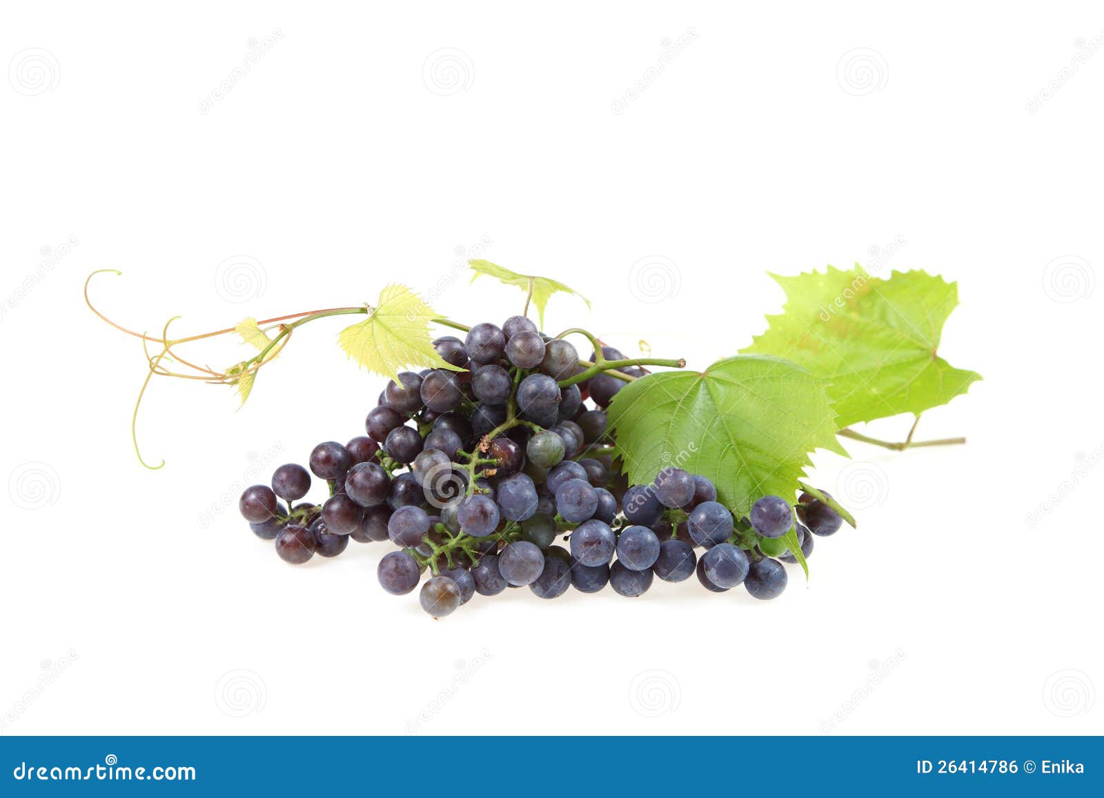 Rote Traube stockfoto. Bild von farbe, frisch, traube - 26414786