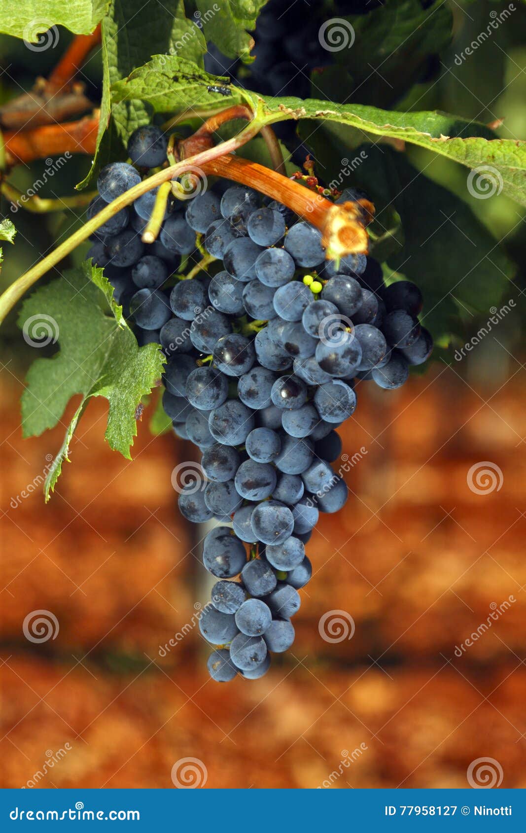 Traube Stockfotos und Bilder - Laden Sie 303,875 lizenzfreie Fotos herunter