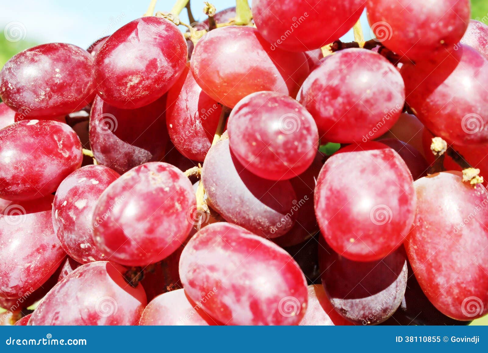 Rote Trauben stockbild. Bild von nahrung, betrieb, baumschule - 38110855