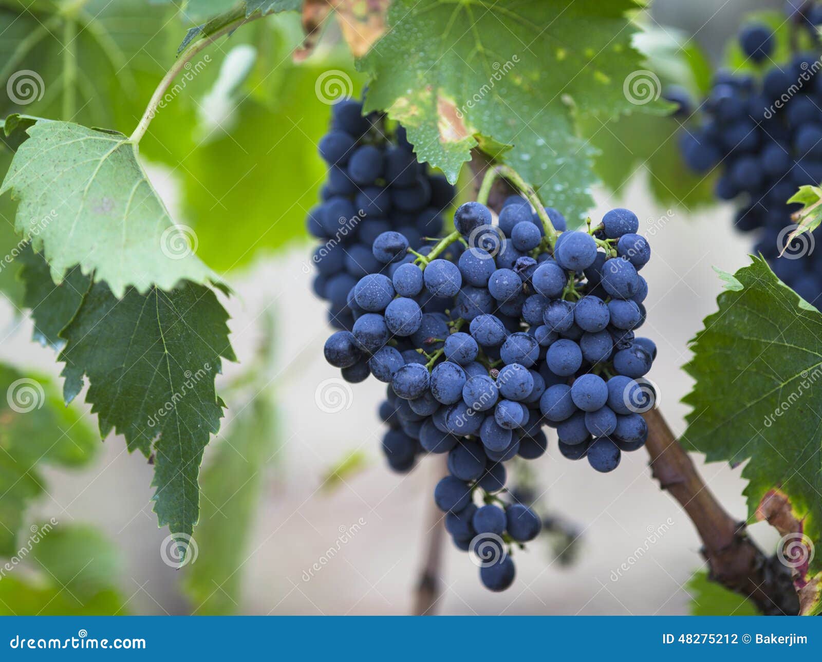 Rote Trauben stockfoto. Bild von früchte, kalifornien - 48275212