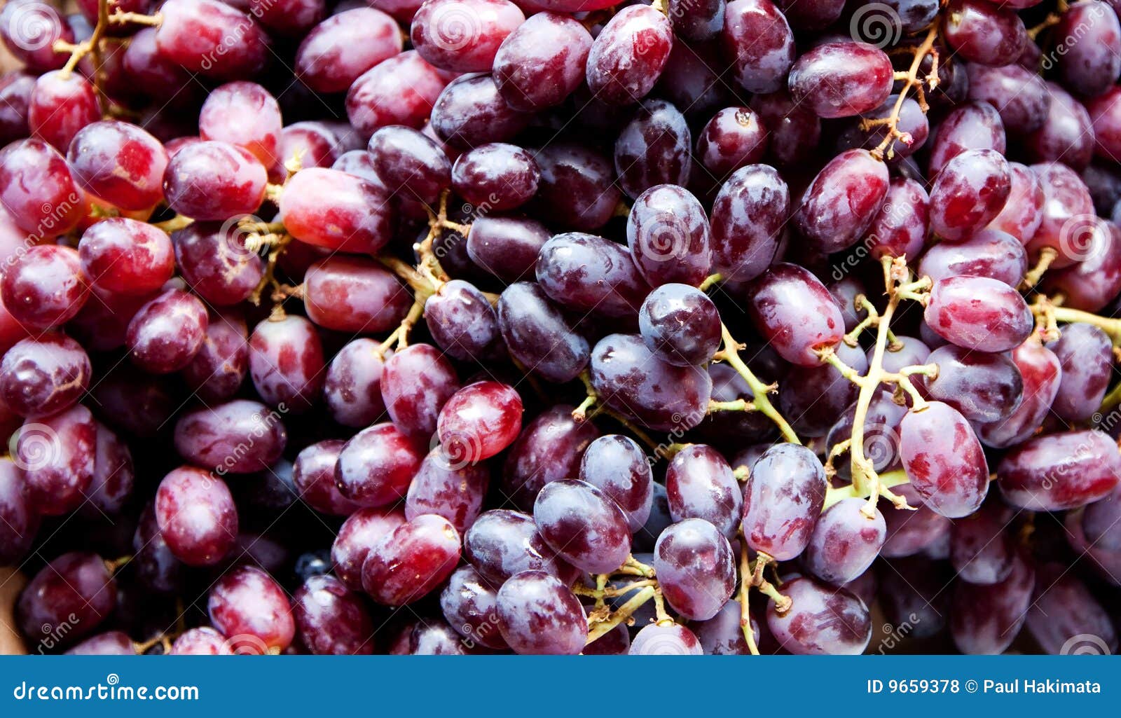 Rote Trauben stockfoto. Bild von reben, saftig, vitamin - 9659378
