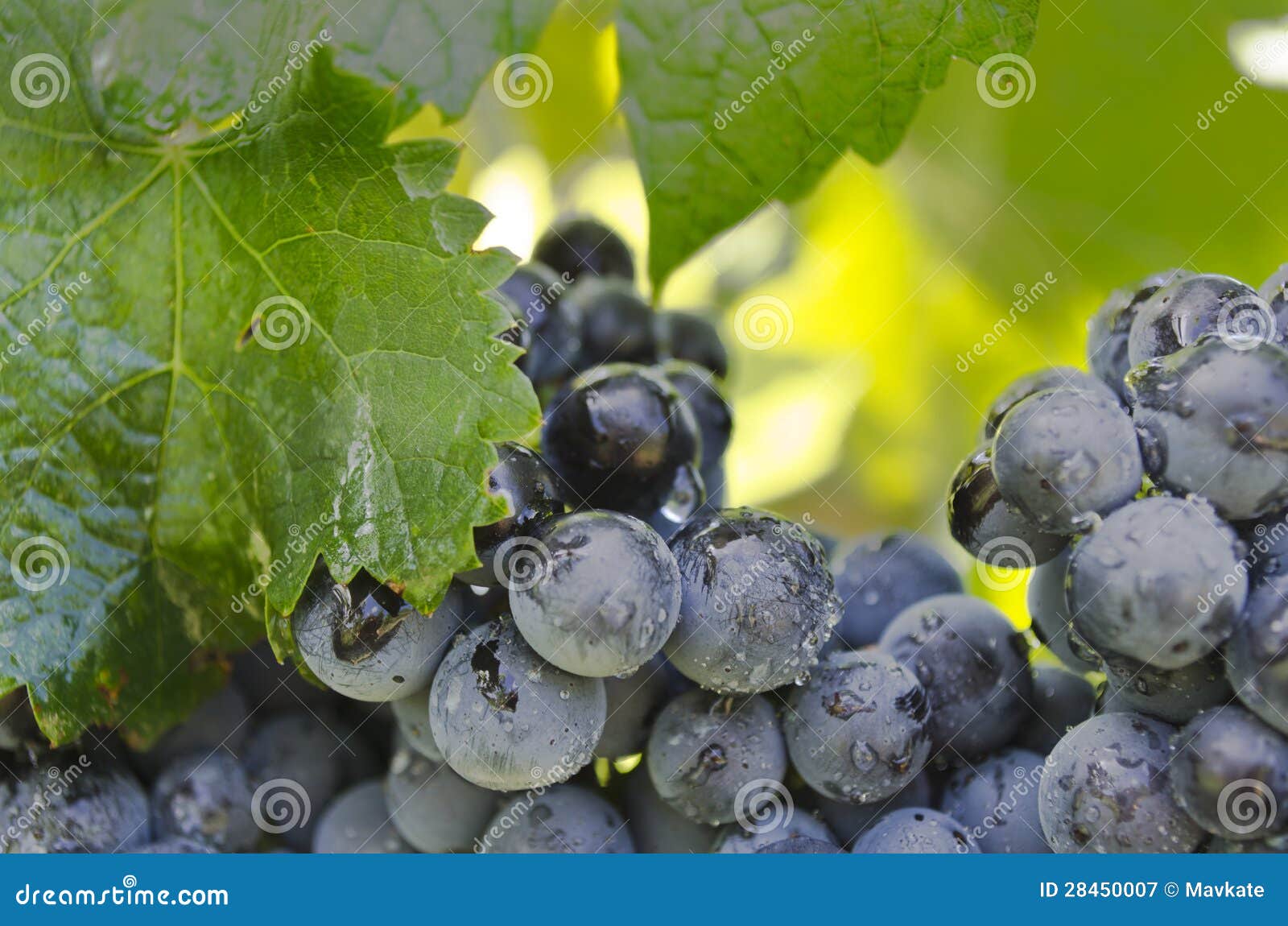 Rote Trauben auf der Rebe stockbild. Bild von gesund - 28450007