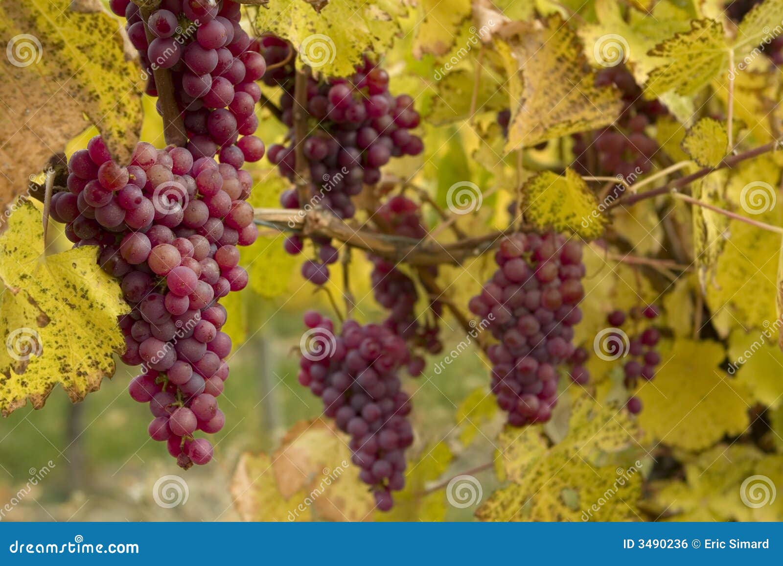 Rote Trauben auf Rebe stockfoto. Bild von oktober, fallen - 3490236