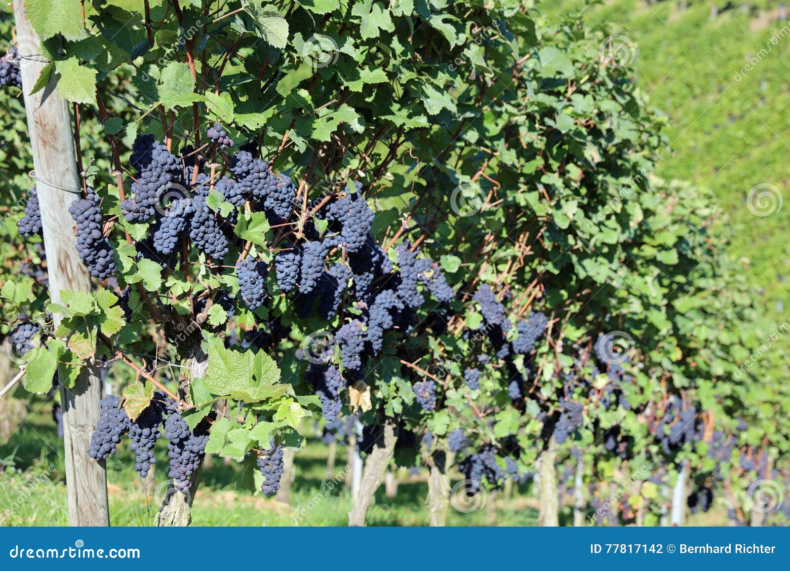 Rote Trauben im Weinberg stockfoto. Bild von landwirtschaftlich - 77817142