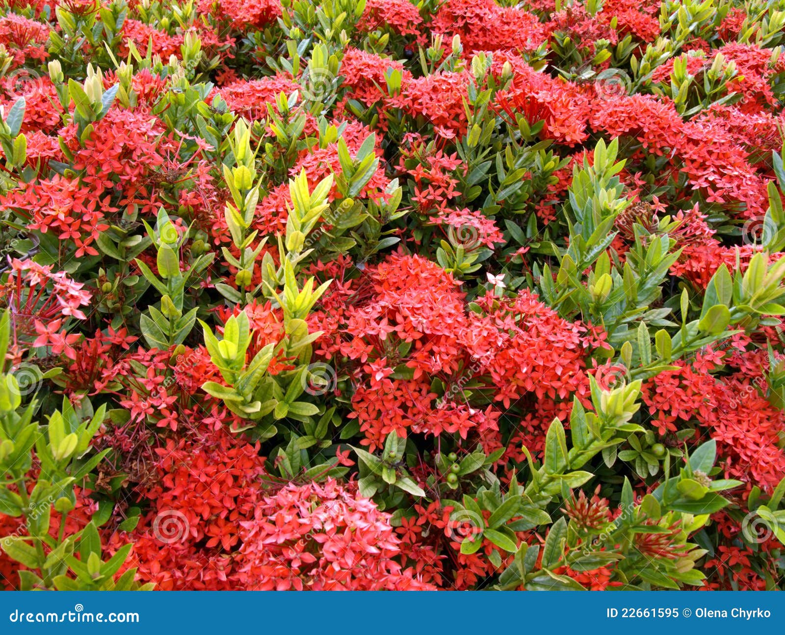 Rote tropische Blumen stockbild. Bild von schamlos, schönheit - 22661595