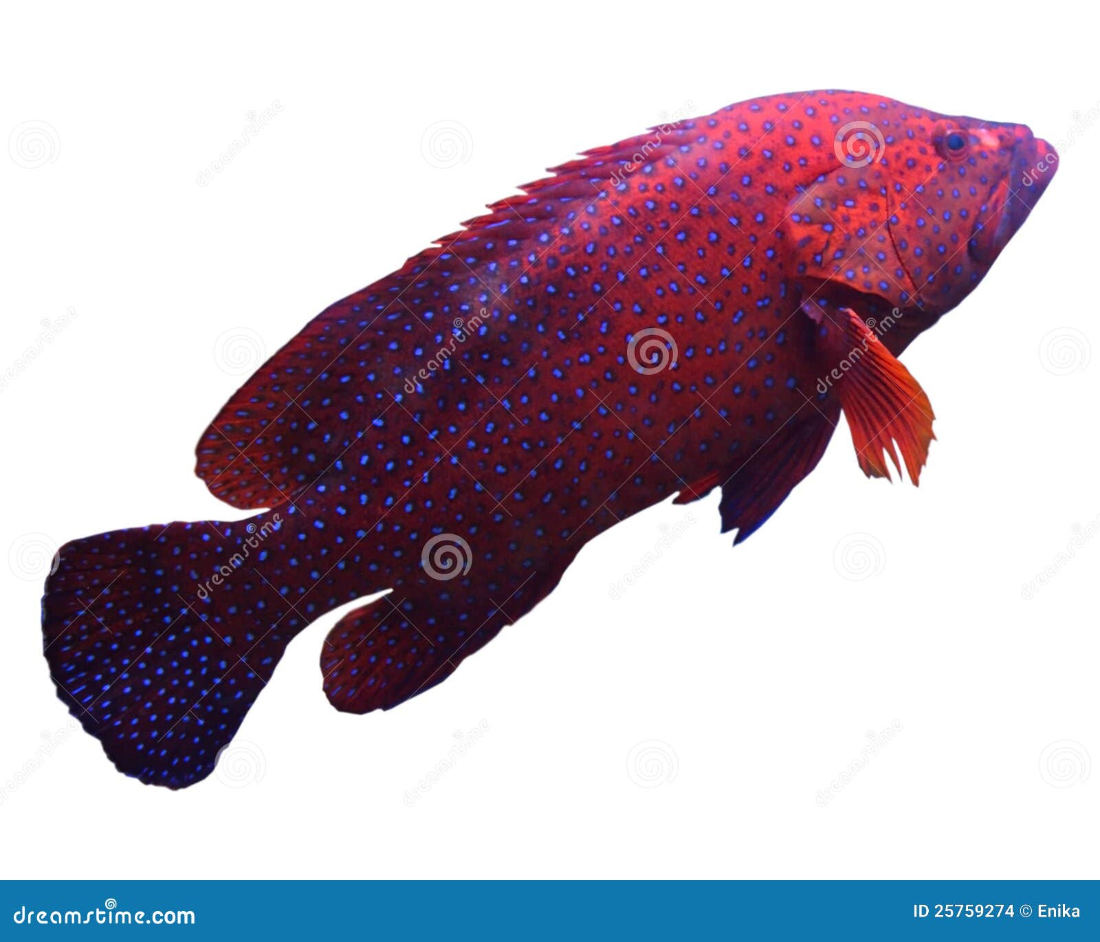 Rote tropische Fische stockfoto. Bild von leben, tiere - 25759274