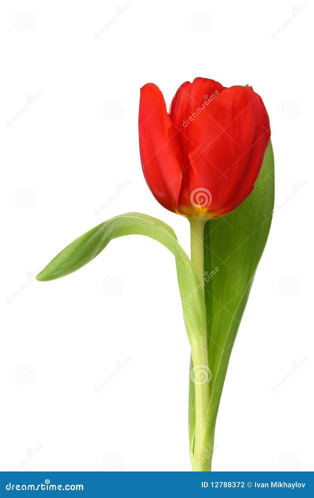 Rote Tulpe stockfoto. Bild von vertikal, geformt, schnitt - 12788372