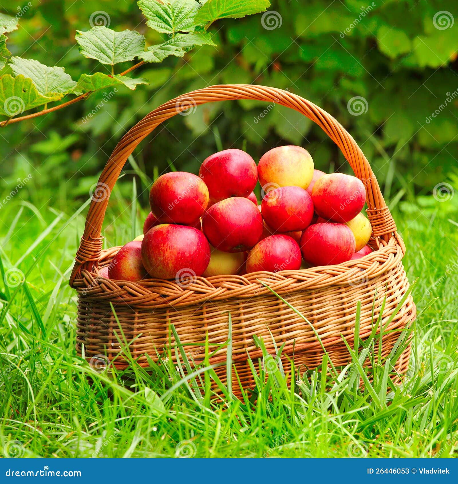 Rote Und Gelbe Äpfel Im Korb. Stockbild - Bild von garten, korb: 26446053
