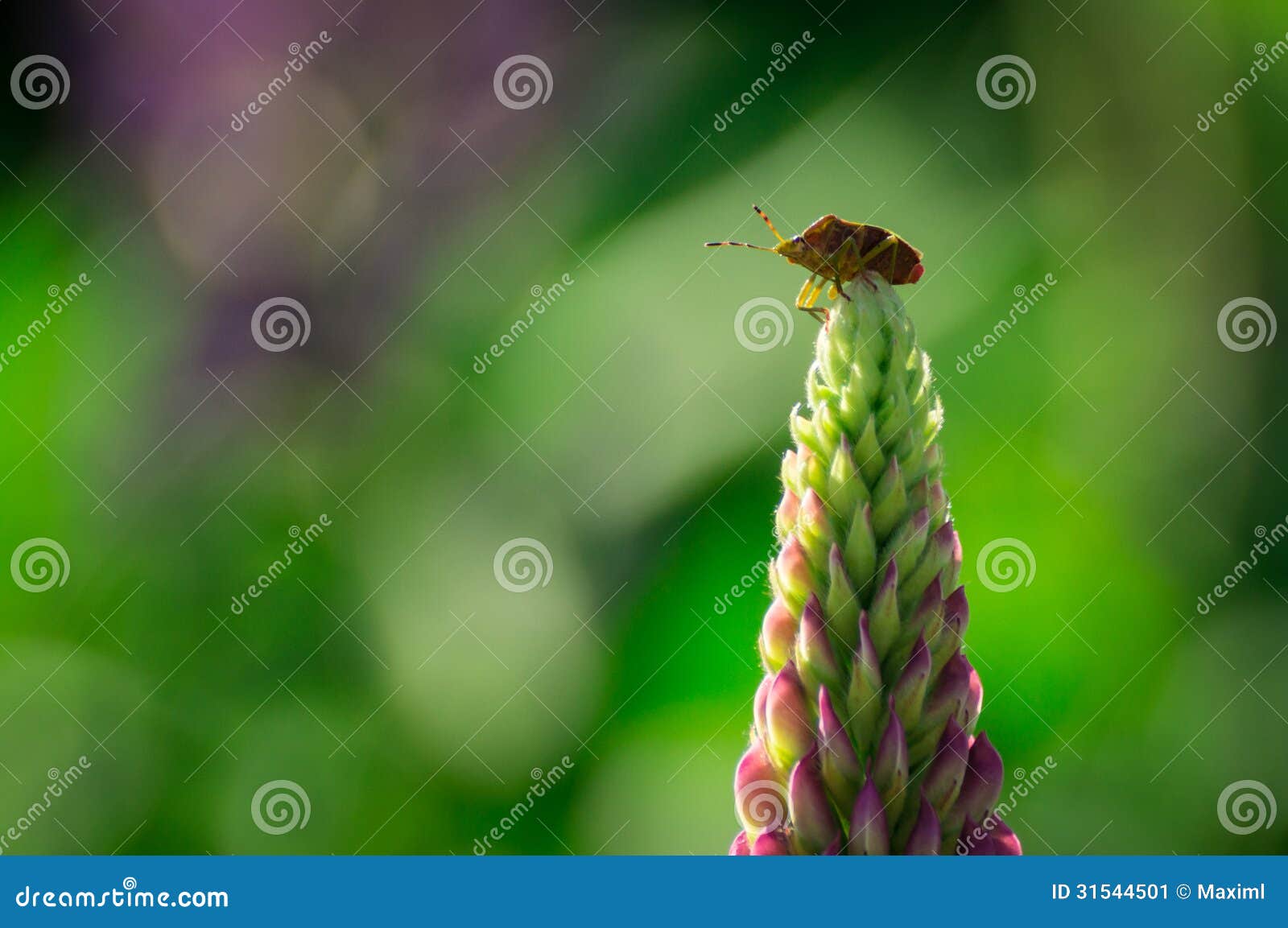 Rote Wanze auf Lupinus stockbild. Bild von makro, grün - 31544501