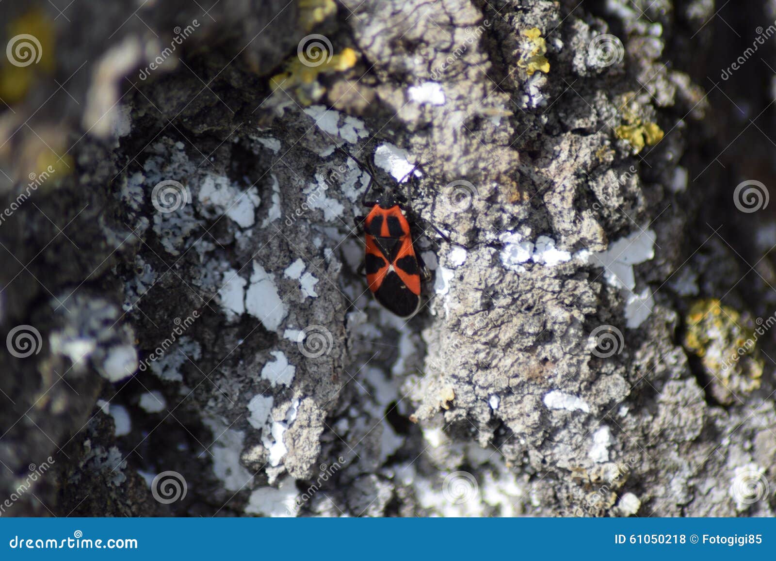Rote Wanzen stockfoto. Bild von insekt, lustig, blatt - 61050218