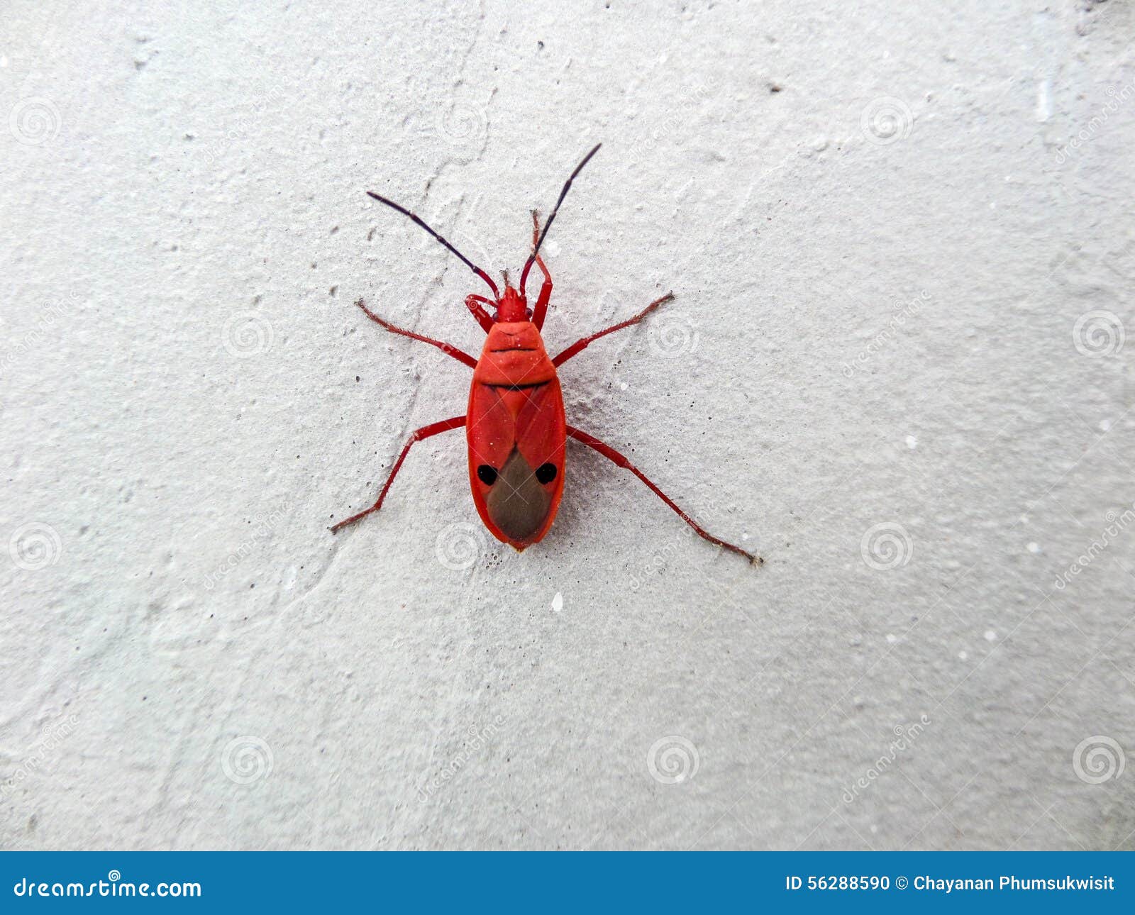 ROTE WANZEN, ROTE STAINERS, RIESIG Stockfoto - Bild von riesig, kunst ...