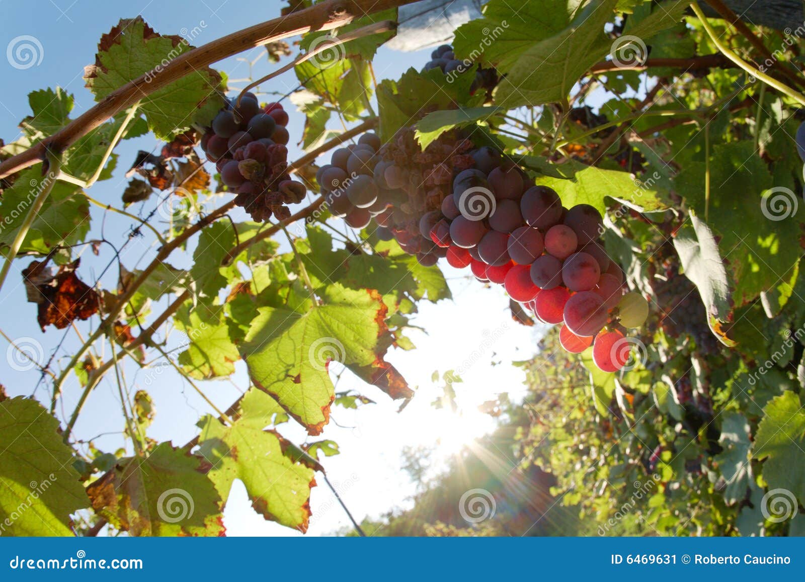 Rote Weinreben Bild. Bild: 6469631