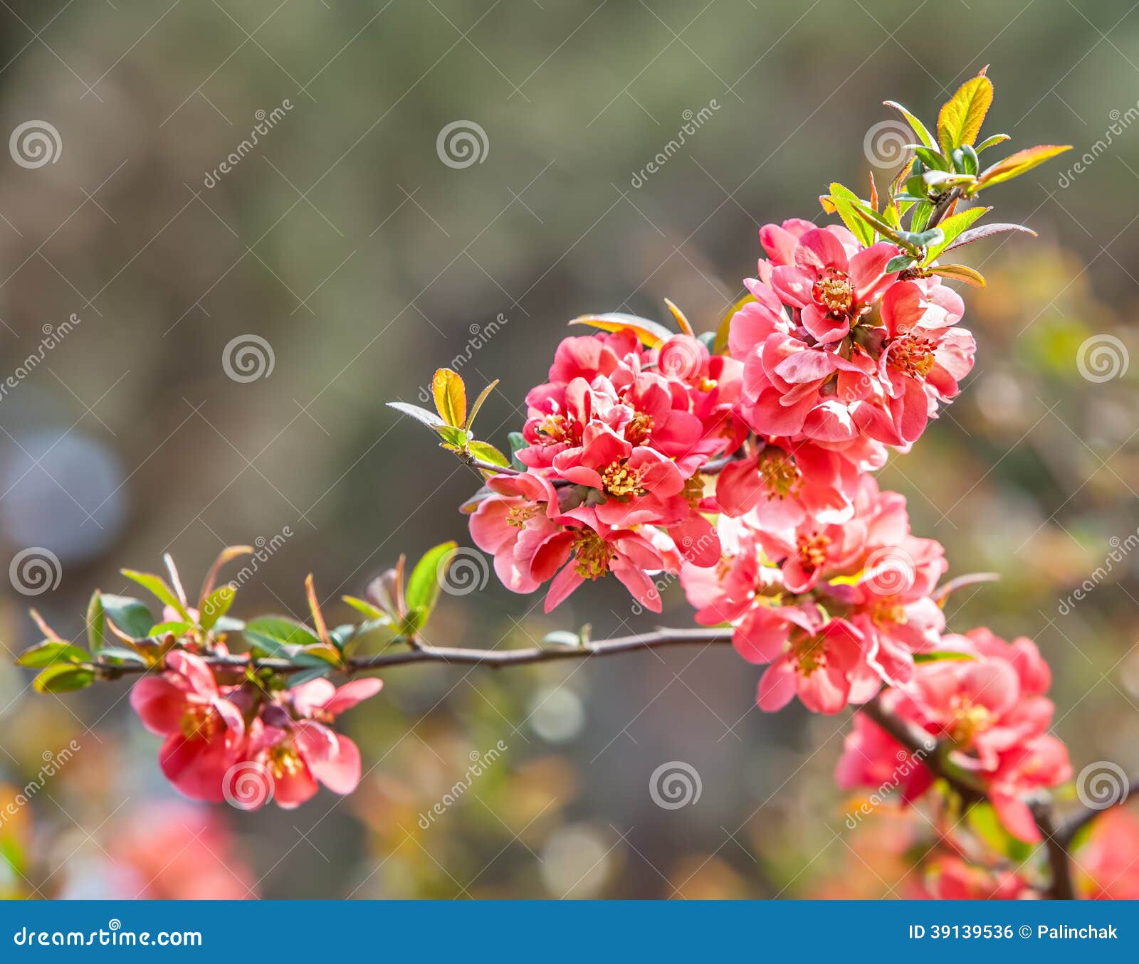 Rote Zierquitte stockfoto. Bild von japan, zweig, busch - 39139536