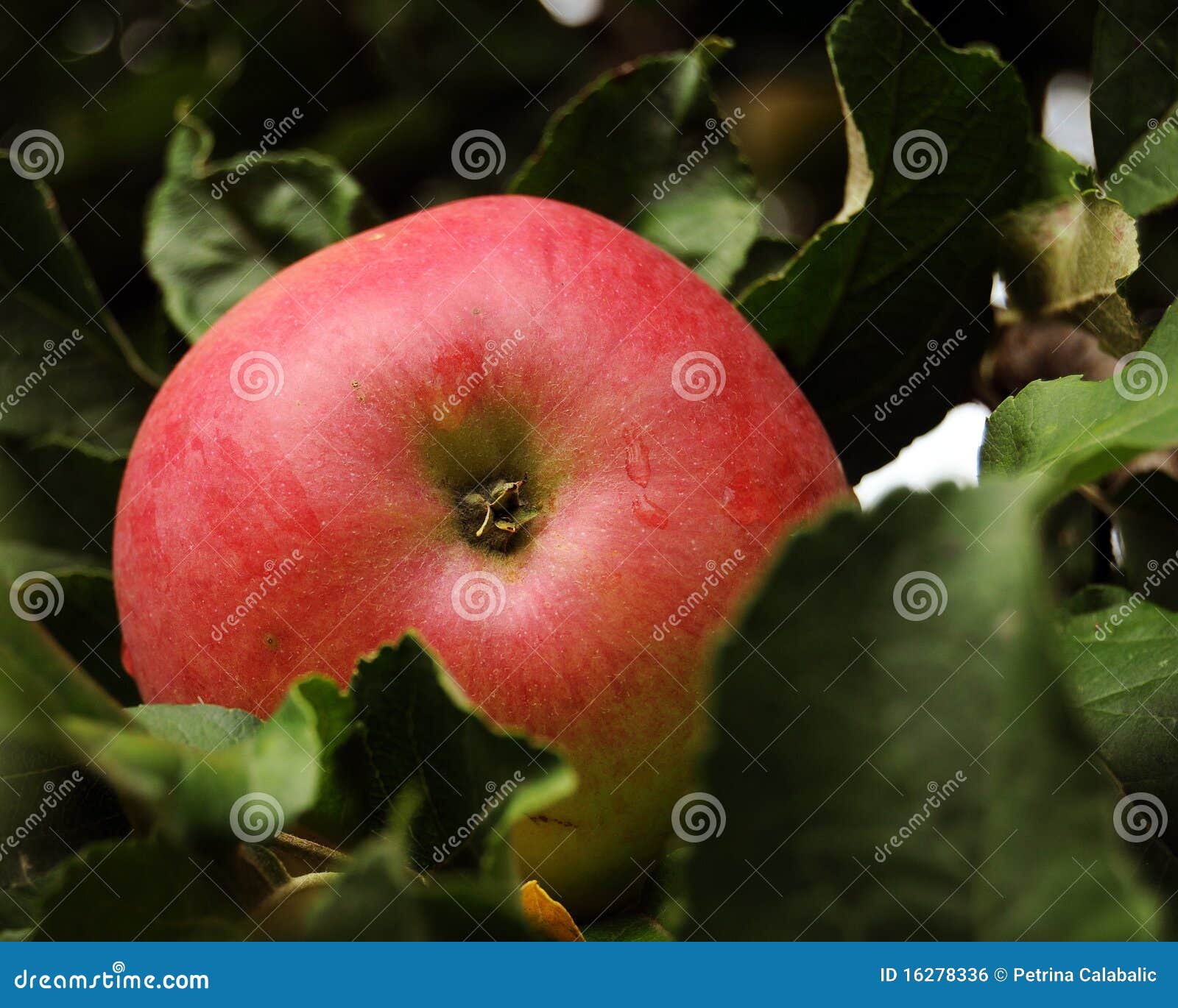 Roter Apfel stockfoto. Bild von landwirtschaft, nahrung - 16278336