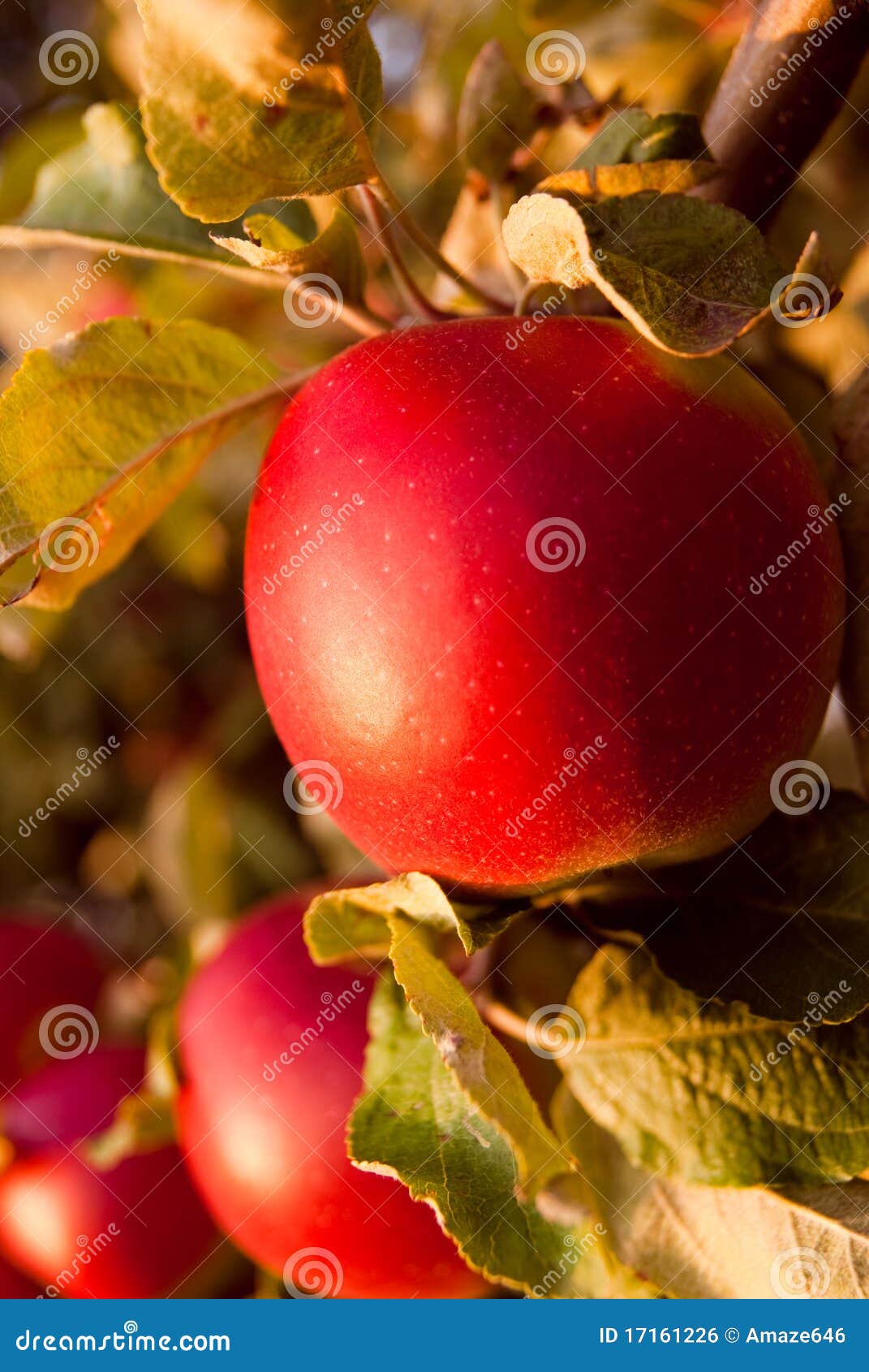 Roter Apfel stockfoto. Bild von grün, organisch, nahrung - 17161226