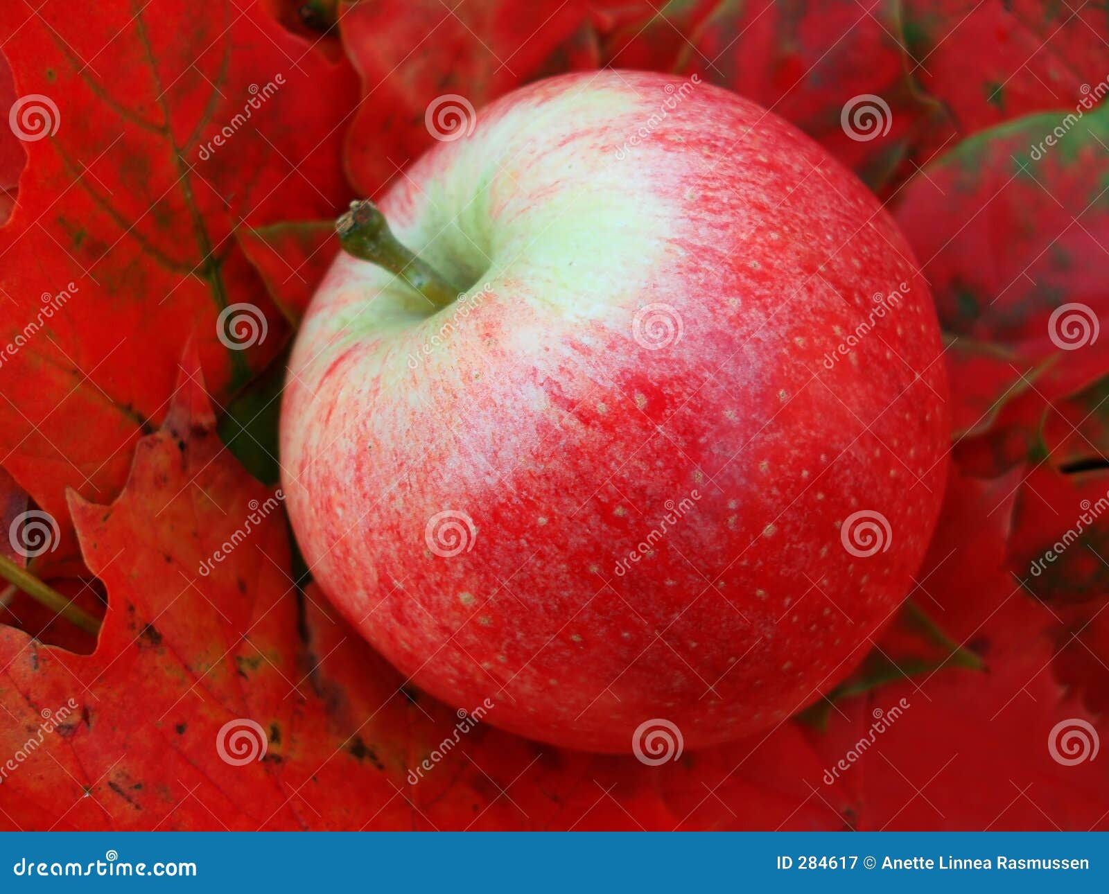 Roter Apfel stockbild. Bild von frucht, getreide, rund - 284617